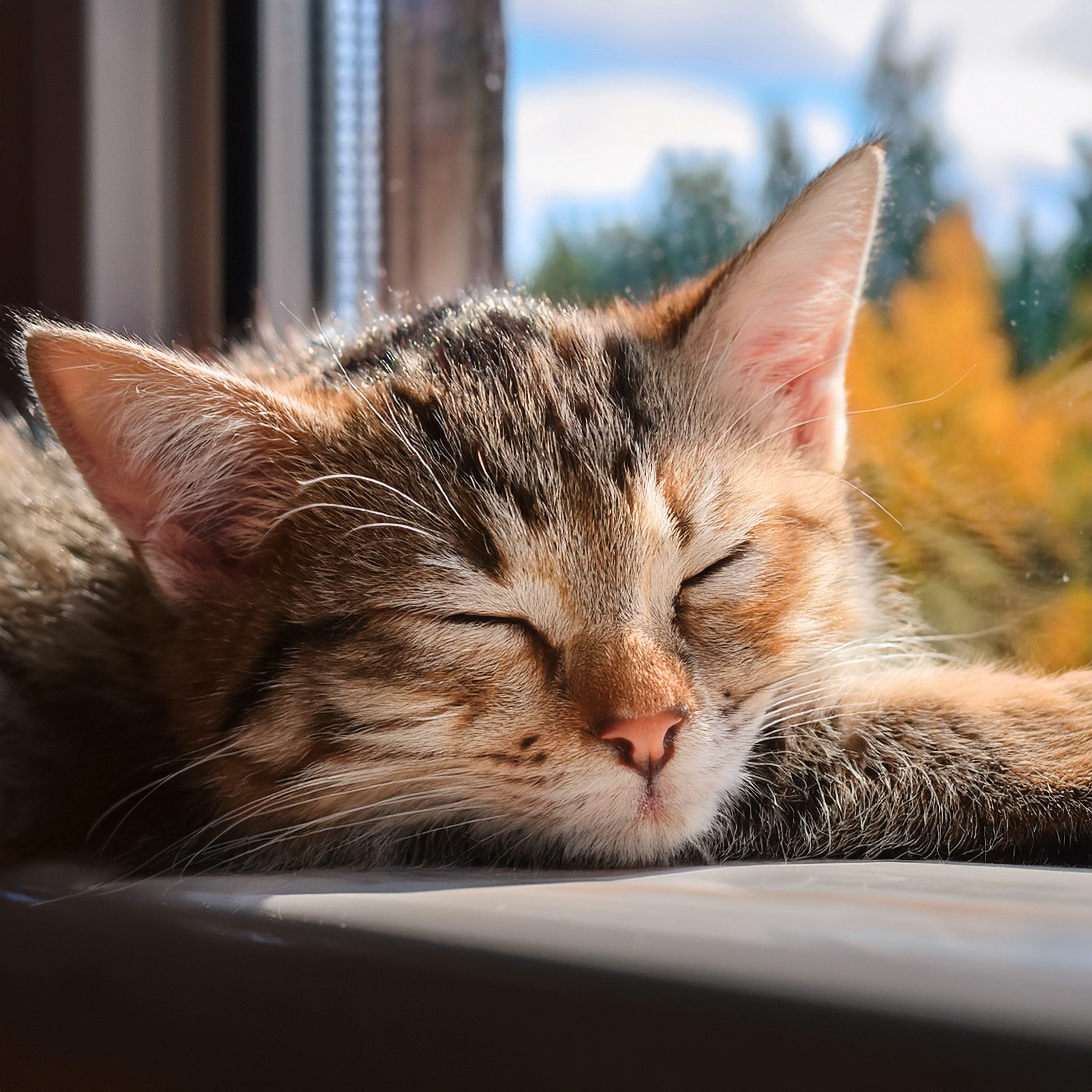 The Purring Of A Happy Heart - Kitten Music Therapy/Tranquil Beats ...