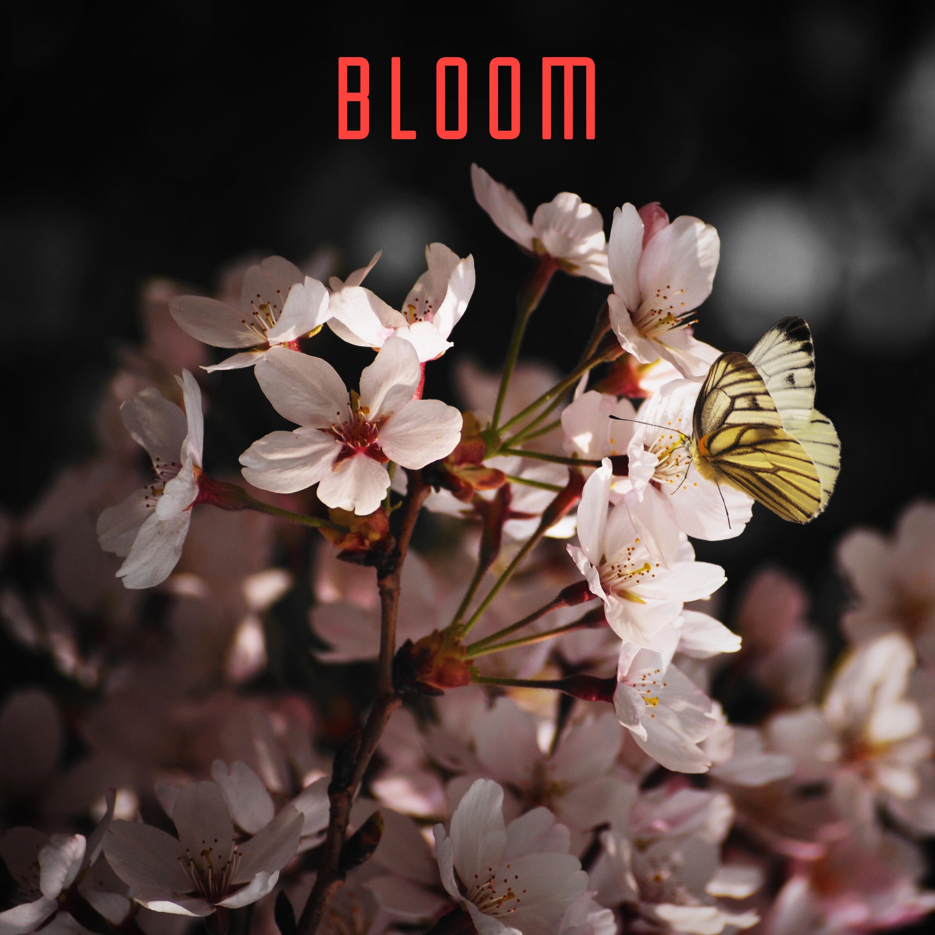 Chroma - Bloom 604 - 单曲 - 网易云音乐