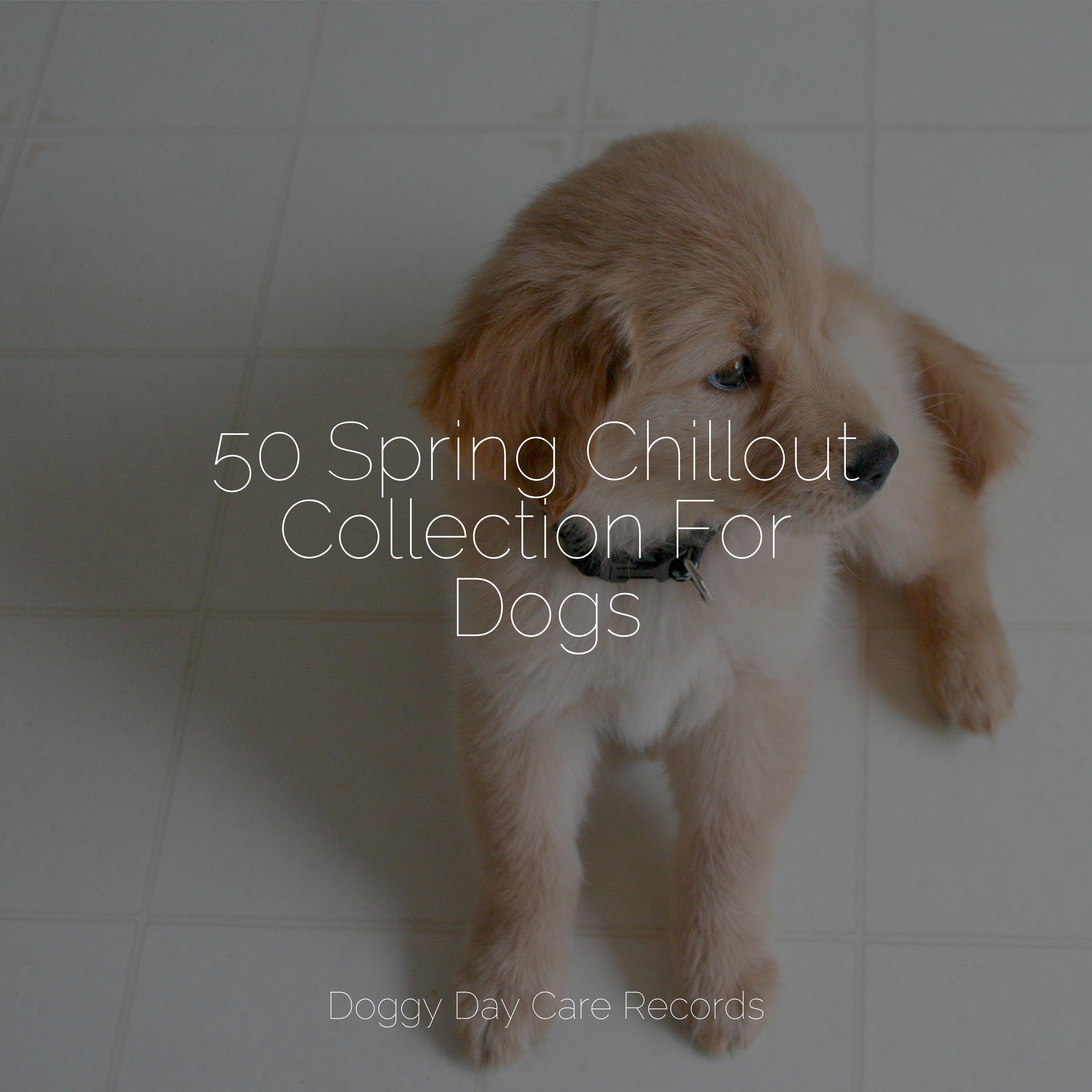 50 Spring Chillout Collection For Dogs - Dog Music - 专辑 - 网易云音乐