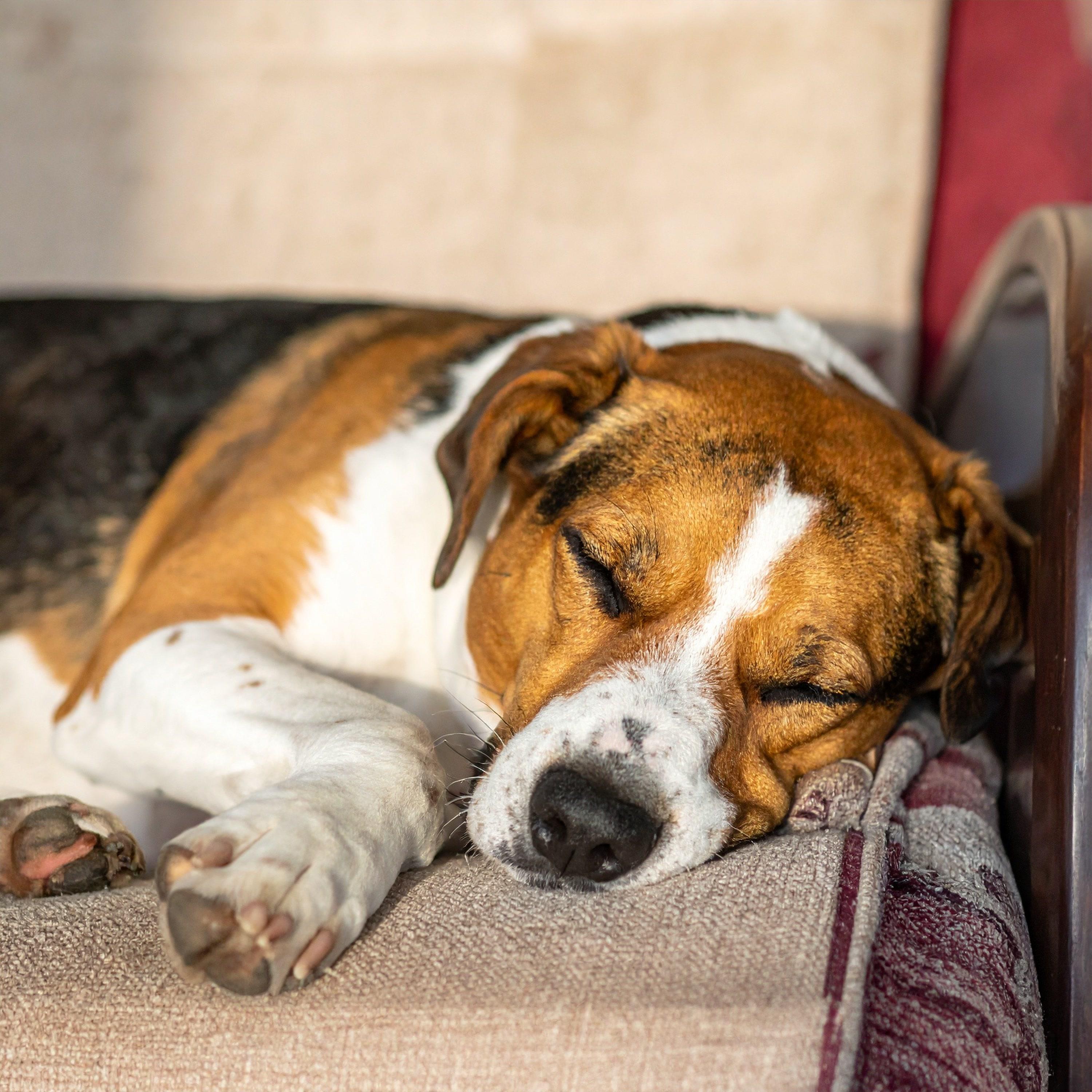 Música Relajante Para Perros Nocturnos - Felicidad de la música para ...