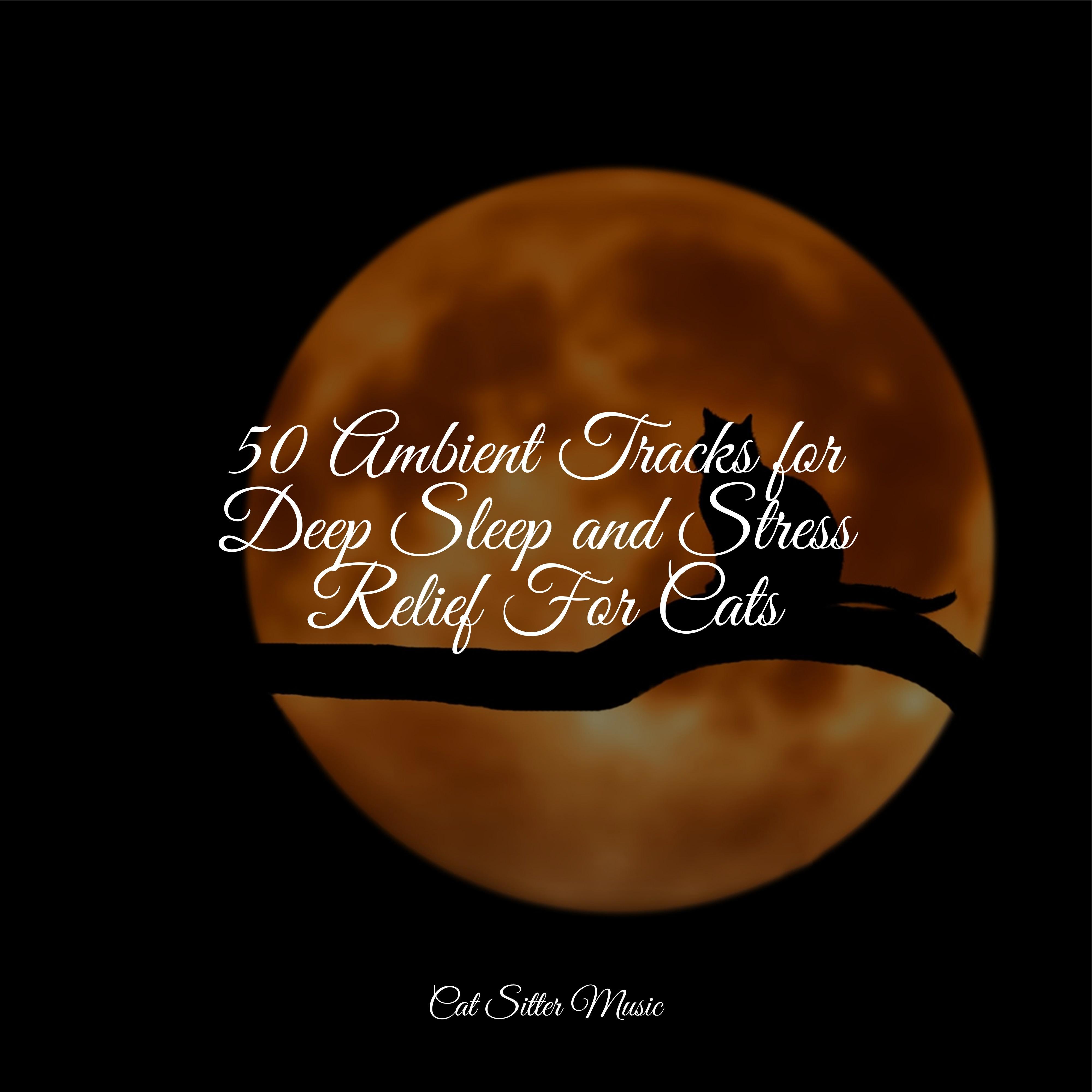 50 Ambient Tracks for Deep Sleep and Stress Relief For Cats - Jazz Music for Cats - 专辑 - 网易云音乐