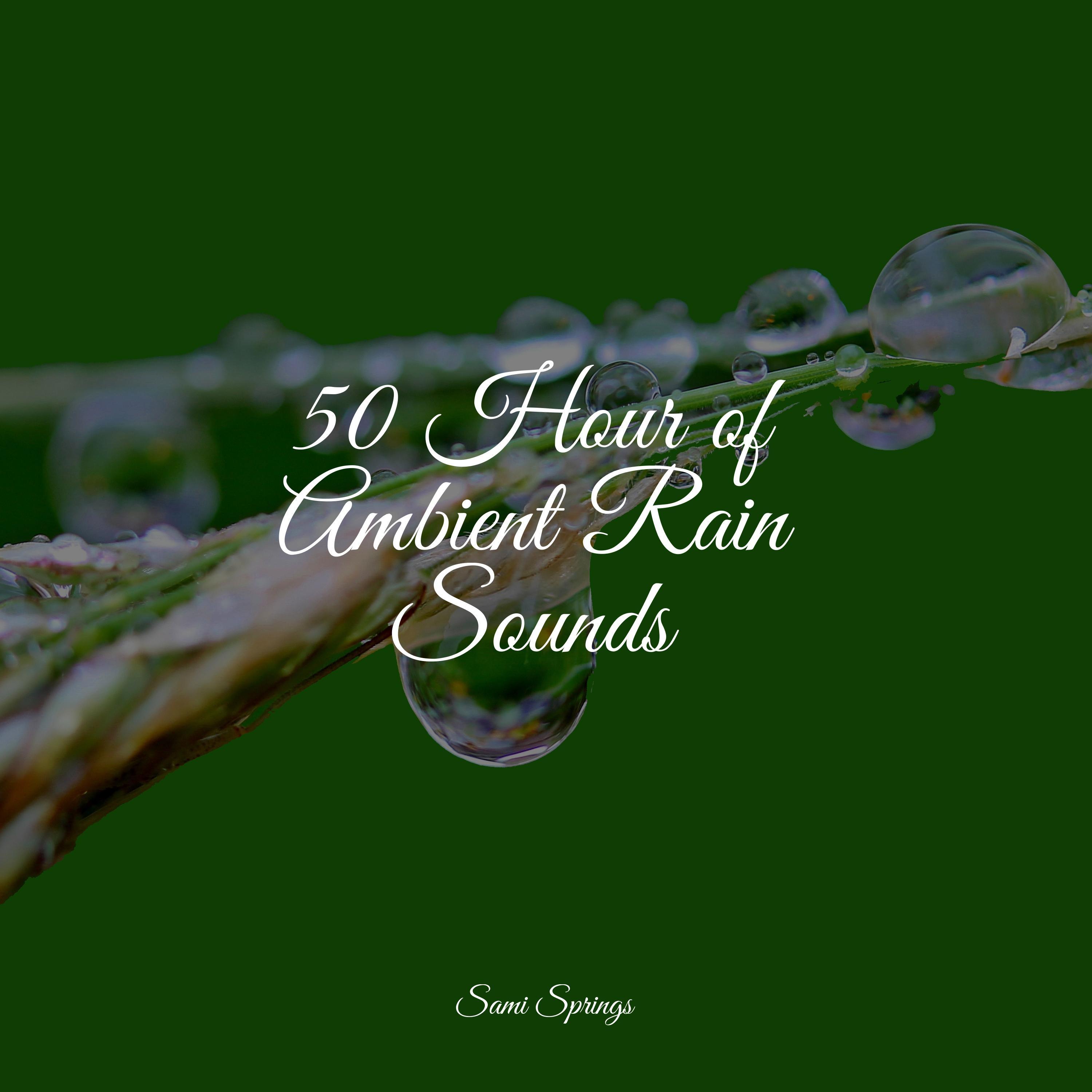 50 Hour Of Ambient Rain Sounds Nature Sounds For Relaxation And Sleep