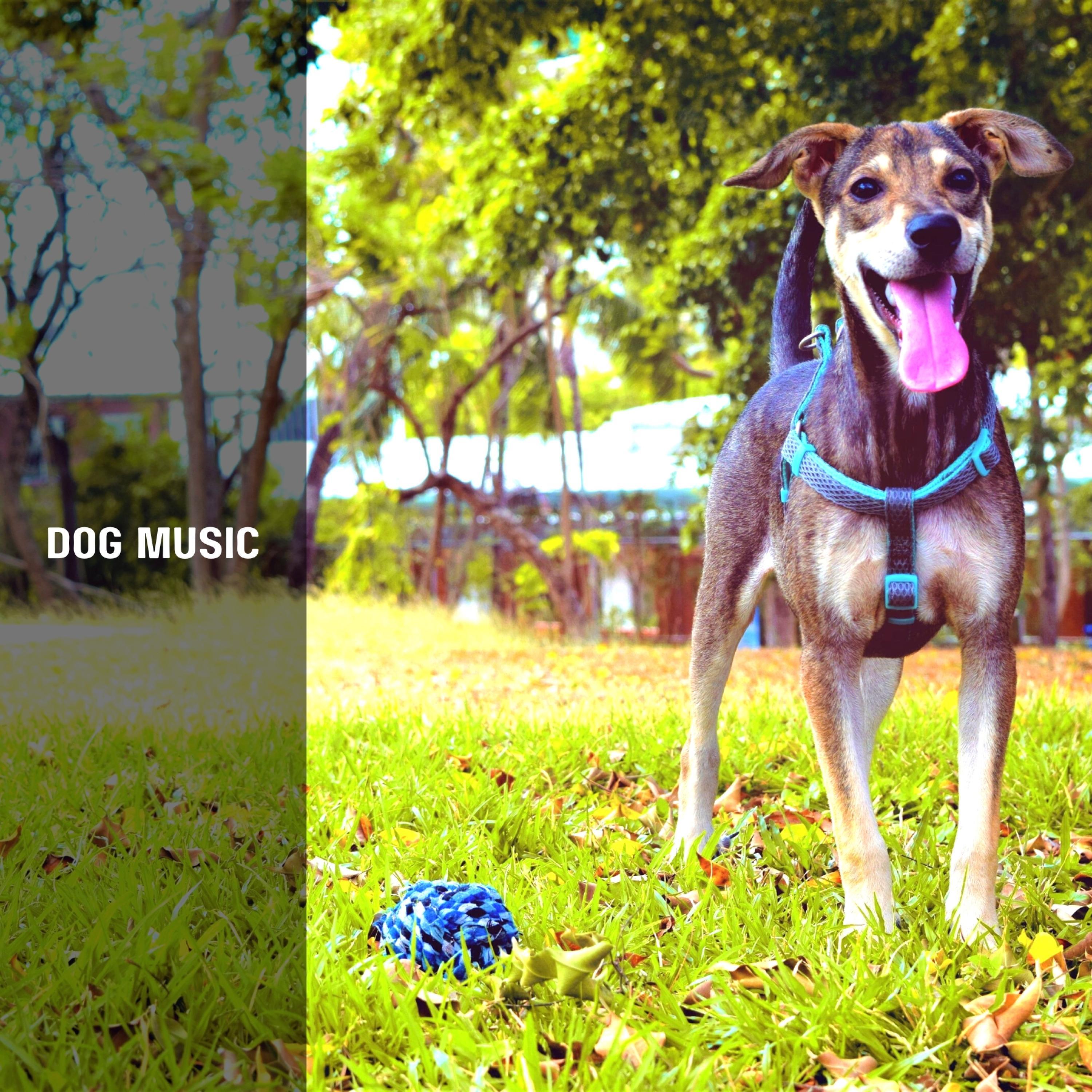 Dog Music For Thunderstorms Dog Music dog-music-for-thunderstorms-dog-music