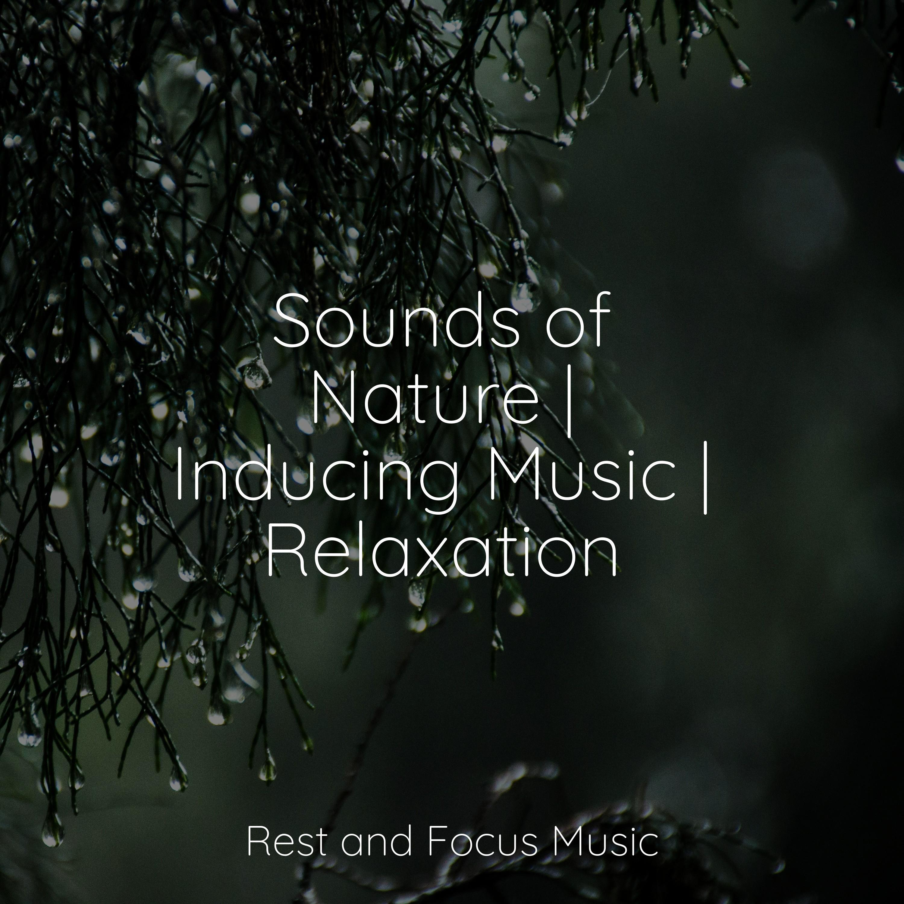 Inner Reflections Musique Zen Garden Wellness Tinnitus Aid 单曲 网易云音乐