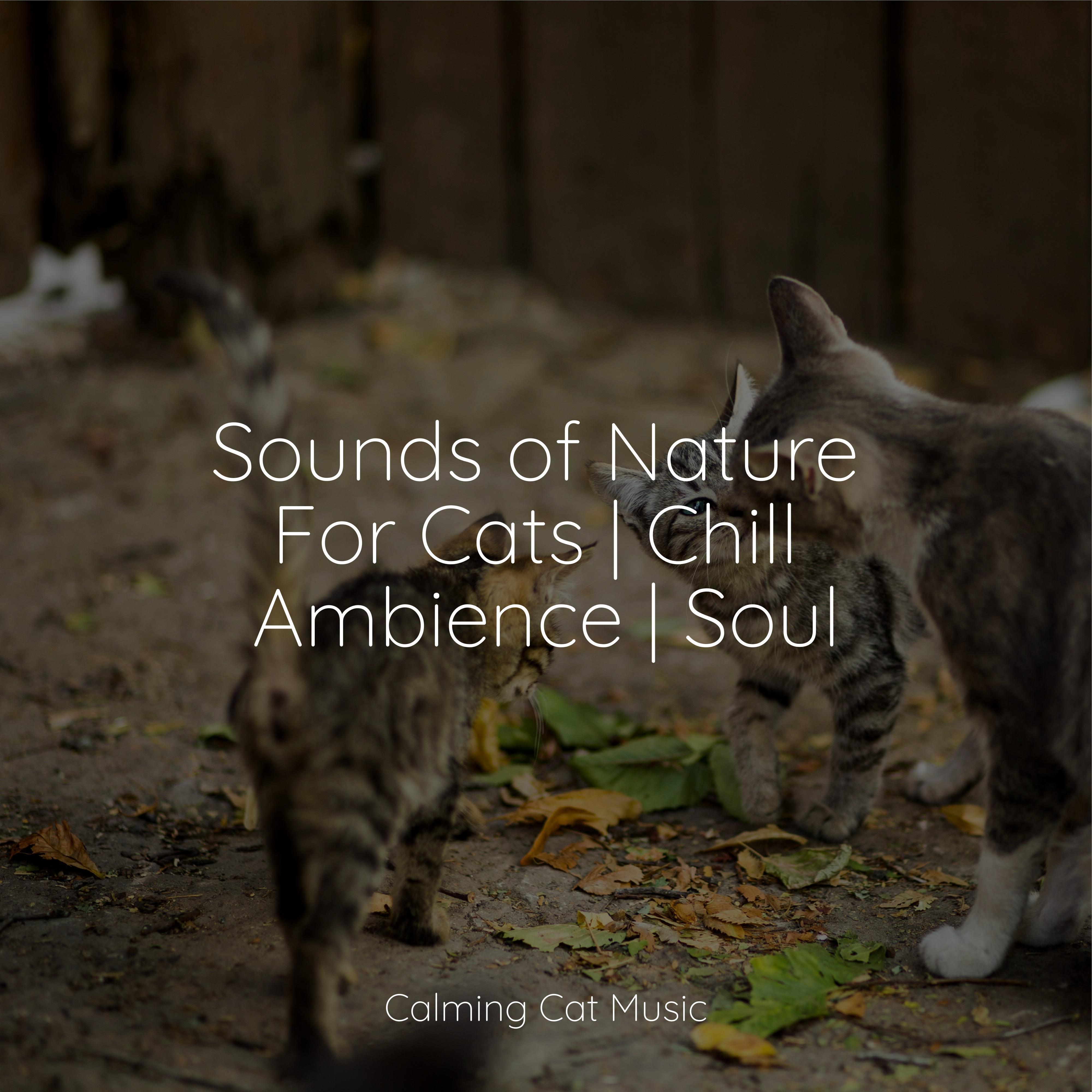 Trickling Water Jazz Music Therapy For Cats Music For Cats Project
