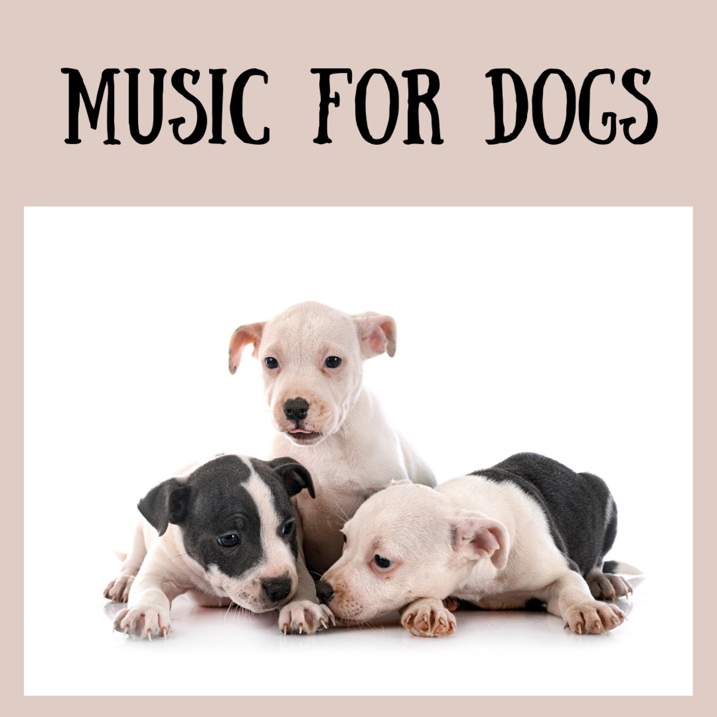 Soothing Dog Music - Music For Dogs/Music For Dogs Peace/Relaxing Puppy ...