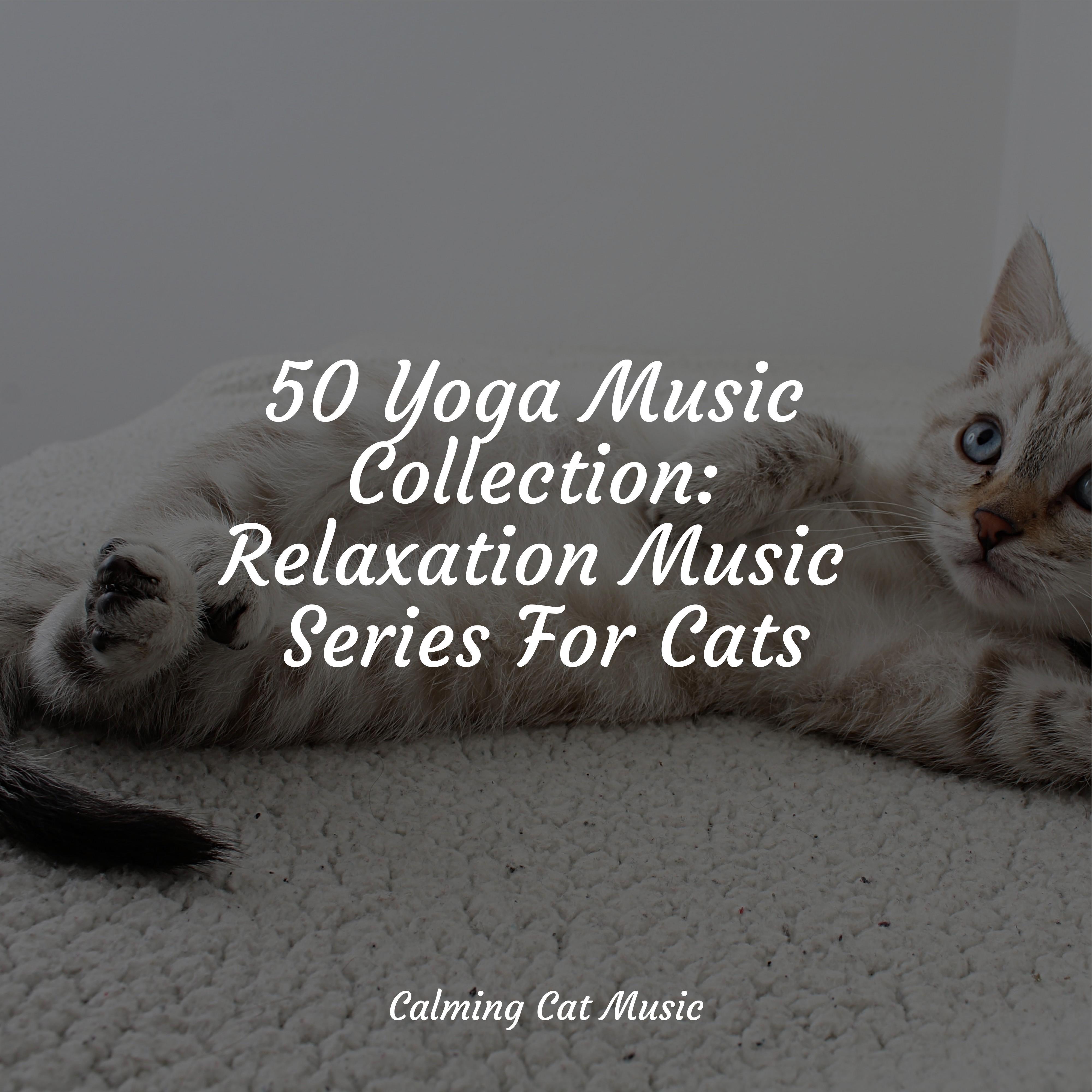 Healing Sounds - Cat Music Therapy/Jazz Music Therapy for Cats/Jazz ...