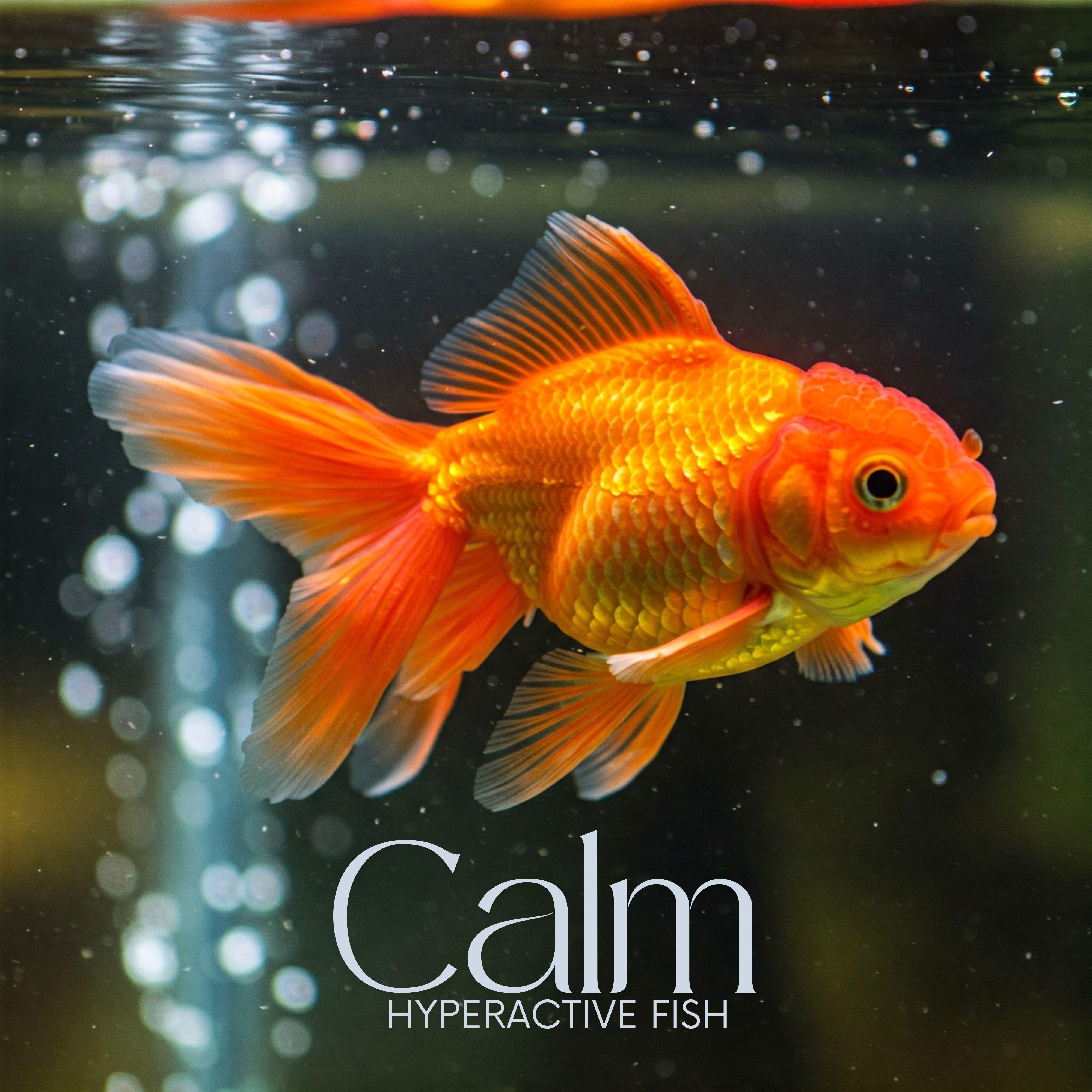 Calm Hyperactive Fish: Aquarium Relaxation, Calm Music to Relax ...