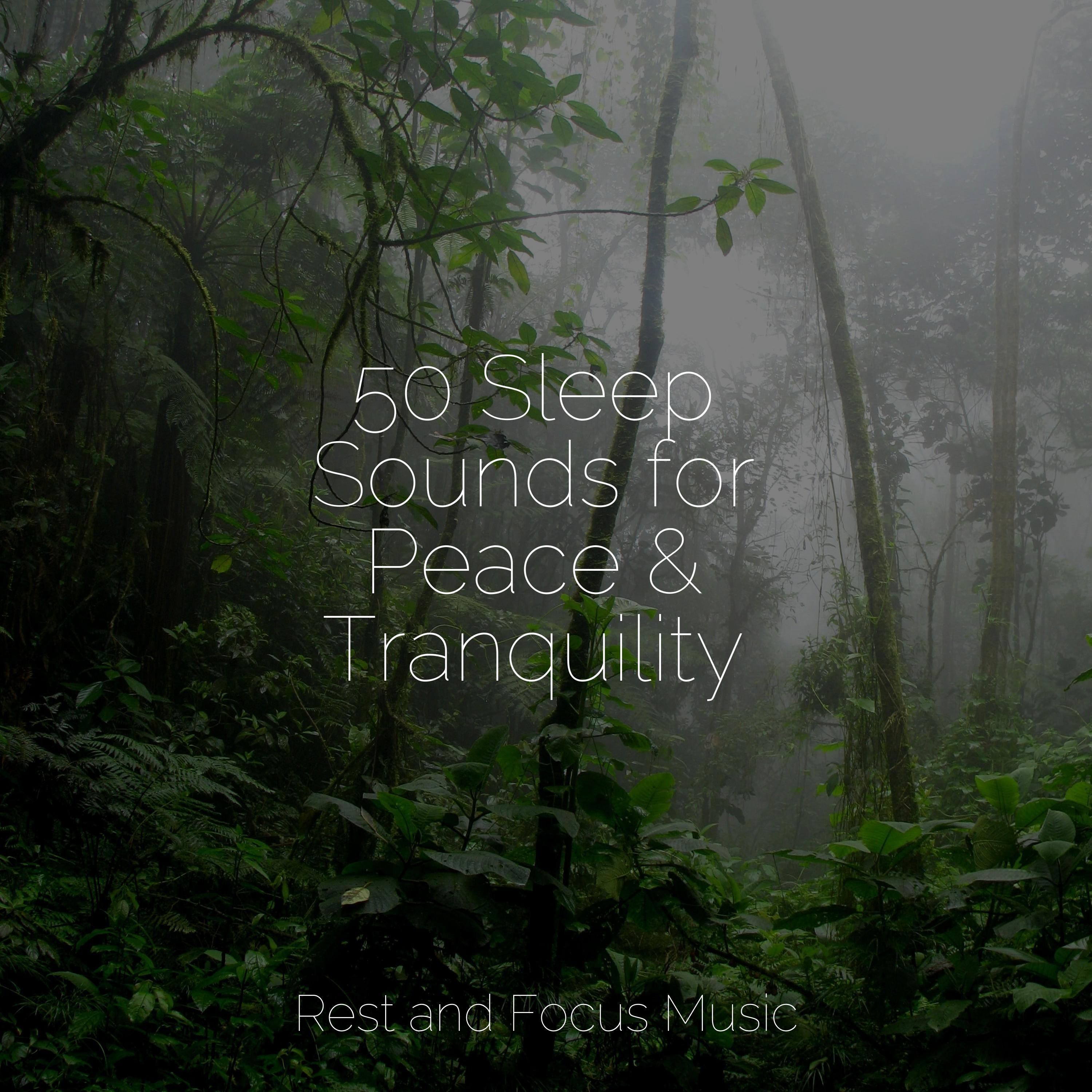 50 Sleep Sounds for Peace & Tranquility - The Sleep Specialist - 专辑 - 网易云音乐