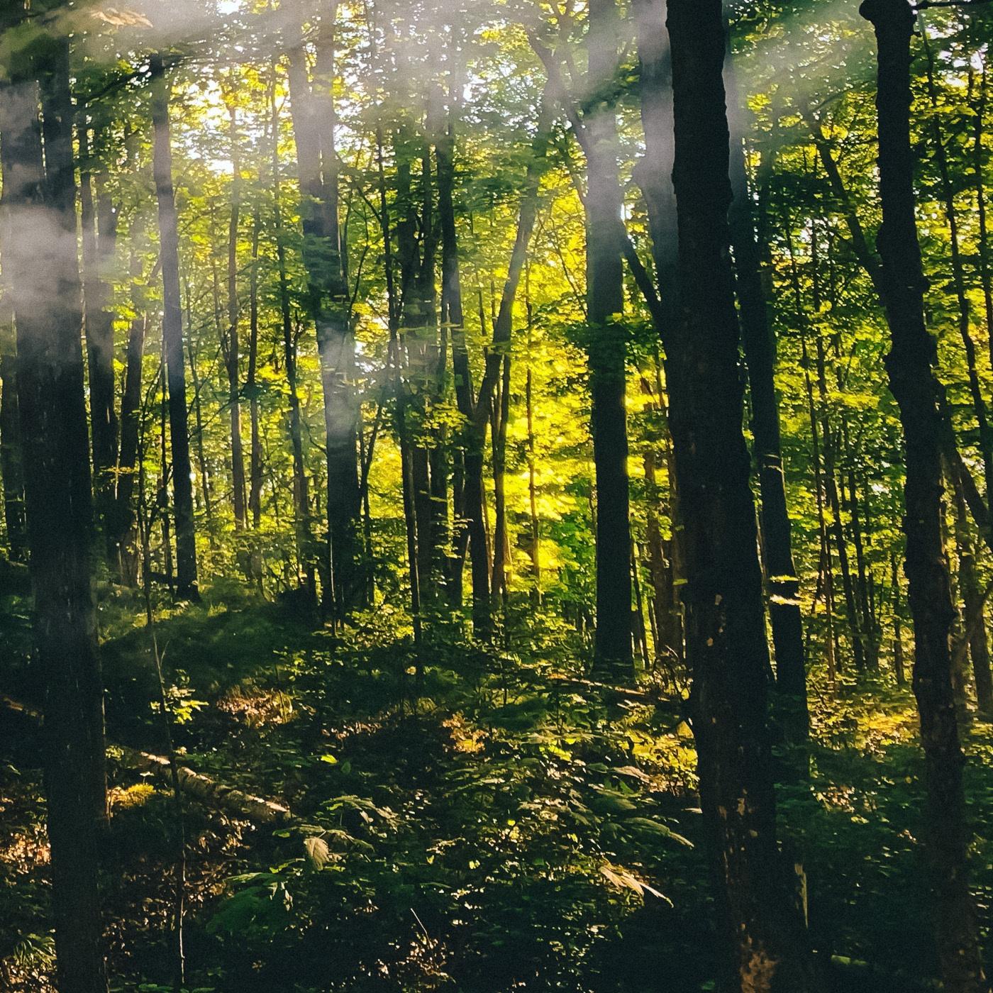 1 Hour White Noise For Baby:Zen Harmony - White Noise Therapy - 专辑 - 网易云音乐