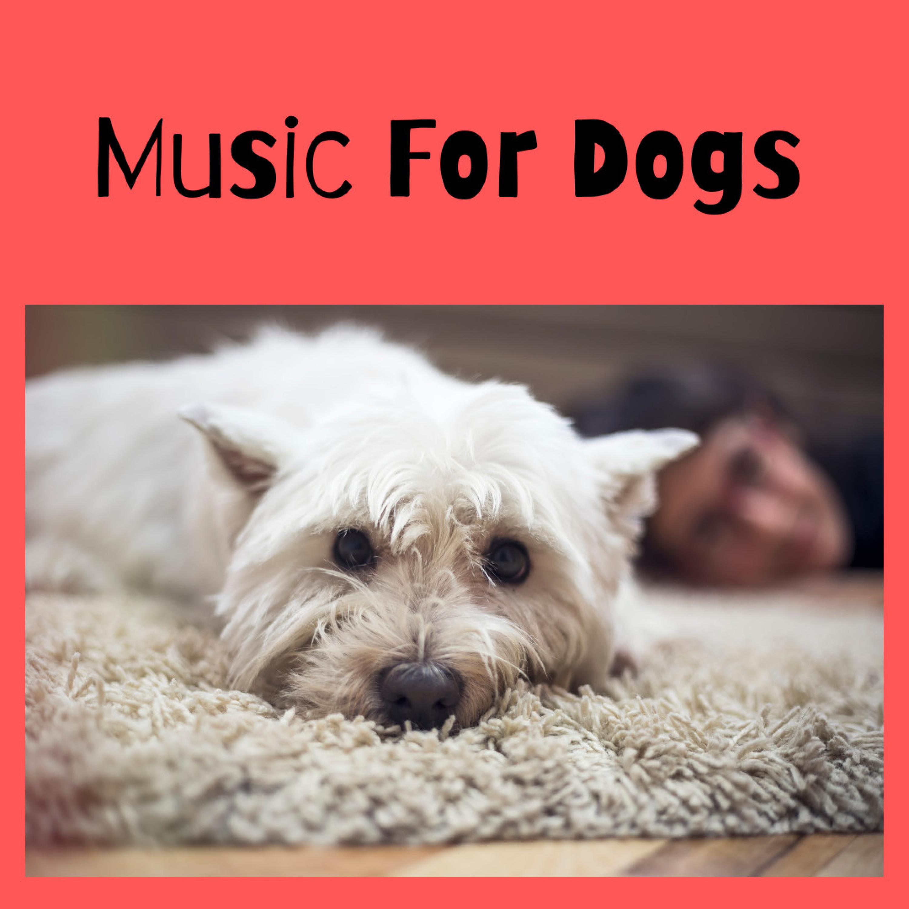 Calming Music - Music For Dogs/Music For Dogs Peace/Relaxing Puppy ...