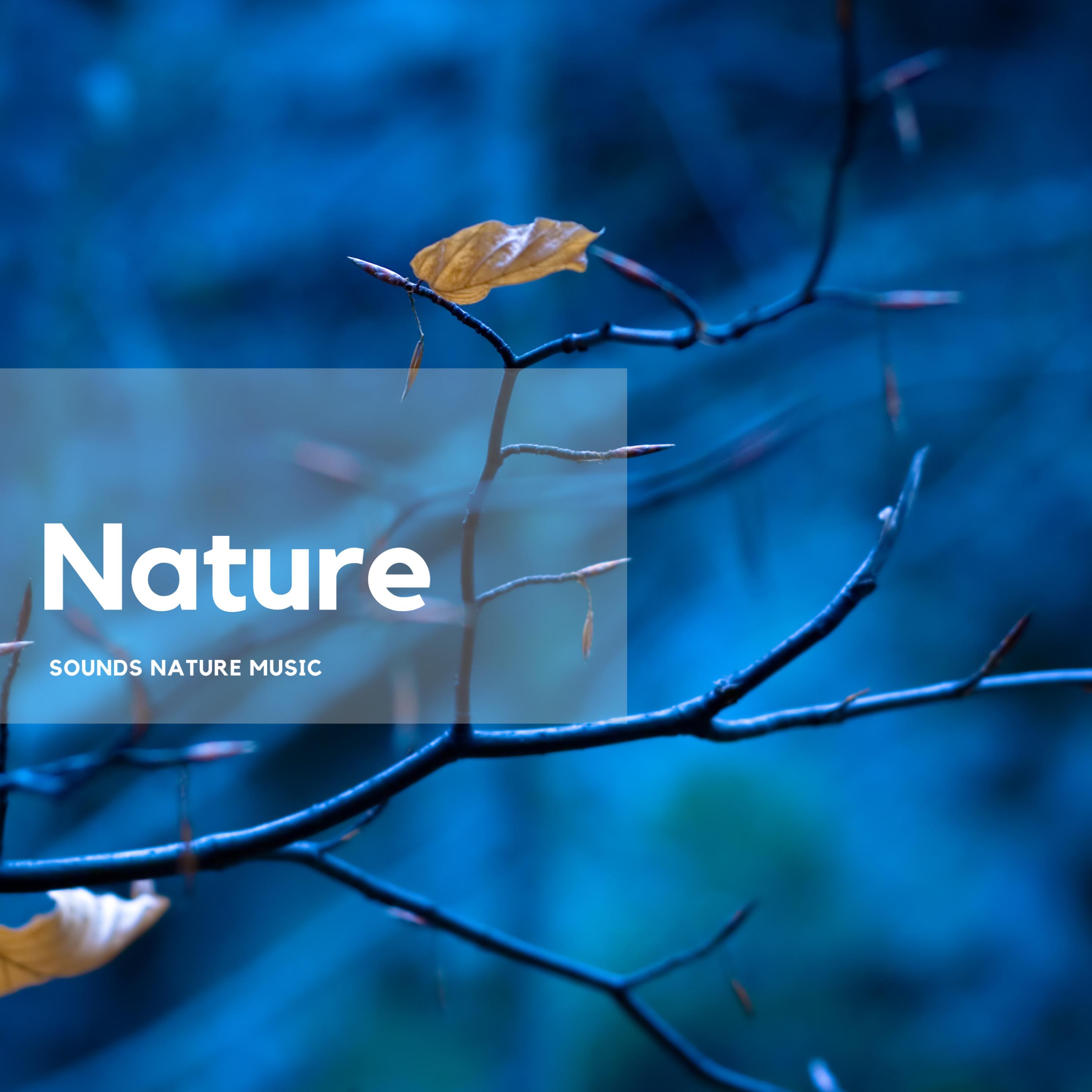 The Rhythm of Rain on Mossy Stones - Nature's Frequencies/Nature Sounds ...