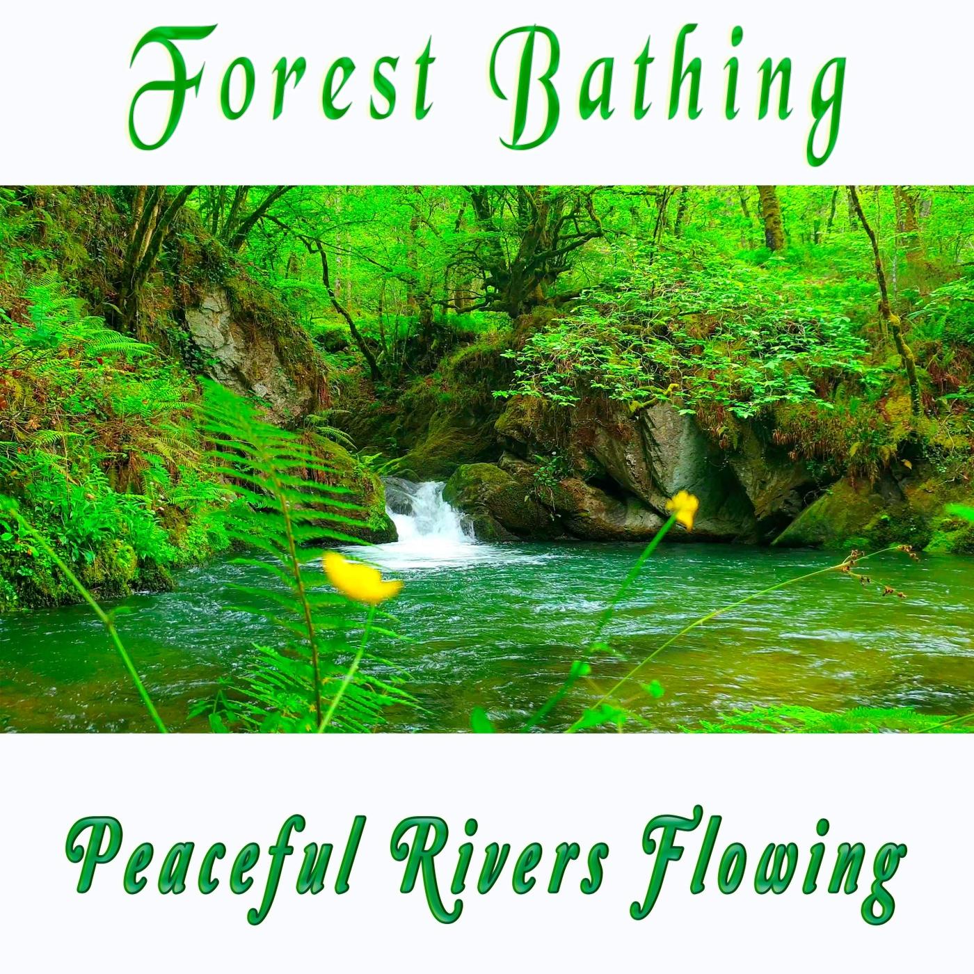 Forest Bathing - Peaceful Water Spring Flowing Sound & Birds Singing on ...
