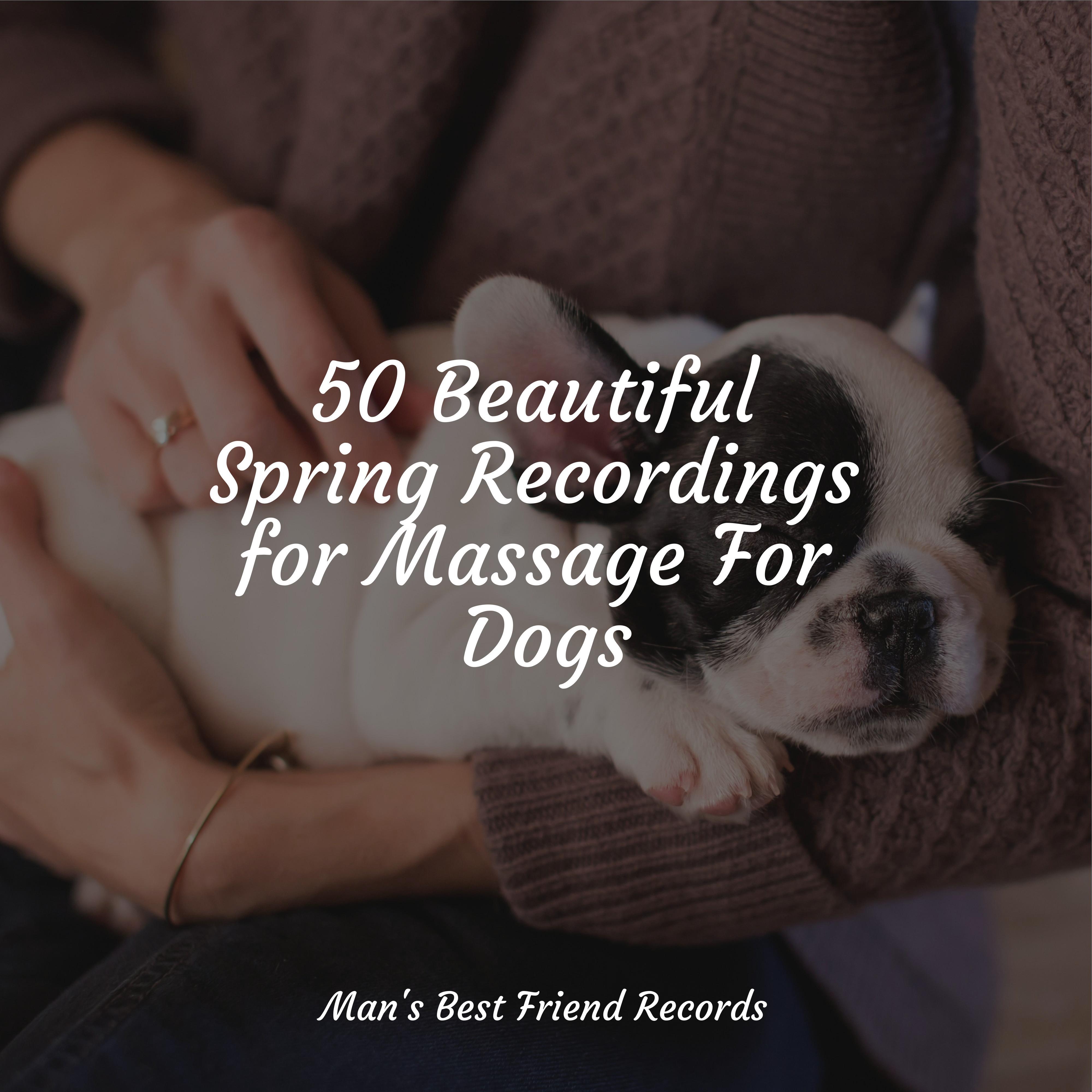 Stress Free Sounds - Relaxation Music For Dogs/Jazz Music Therapy for ...