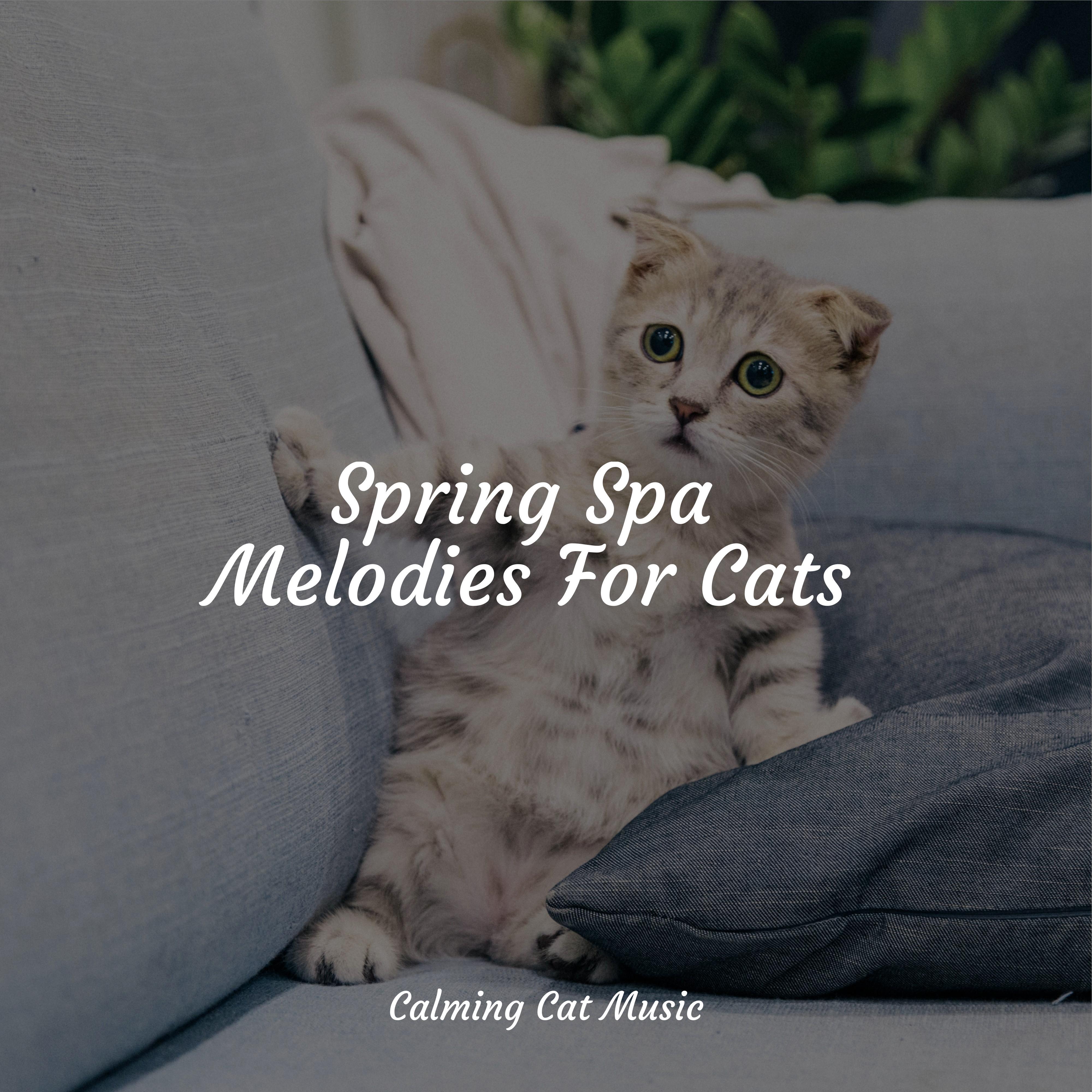 Clouds - Music for Pets Library/Pet Care Club/Music for Cats TA - 单曲 ...