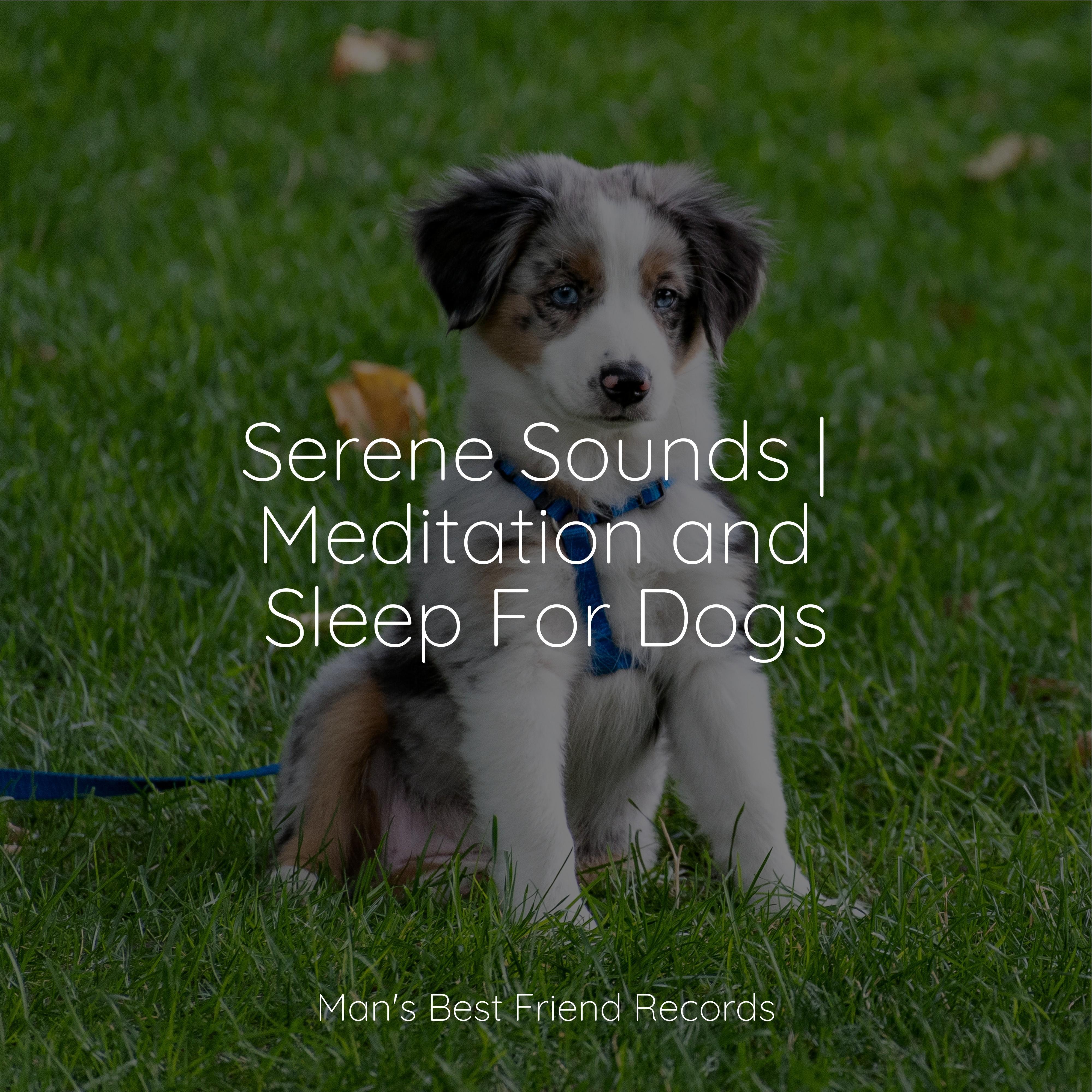 Gentle Sleep - Relaxing Music for Dogs/Dog Music Club/Music For Dogs ...