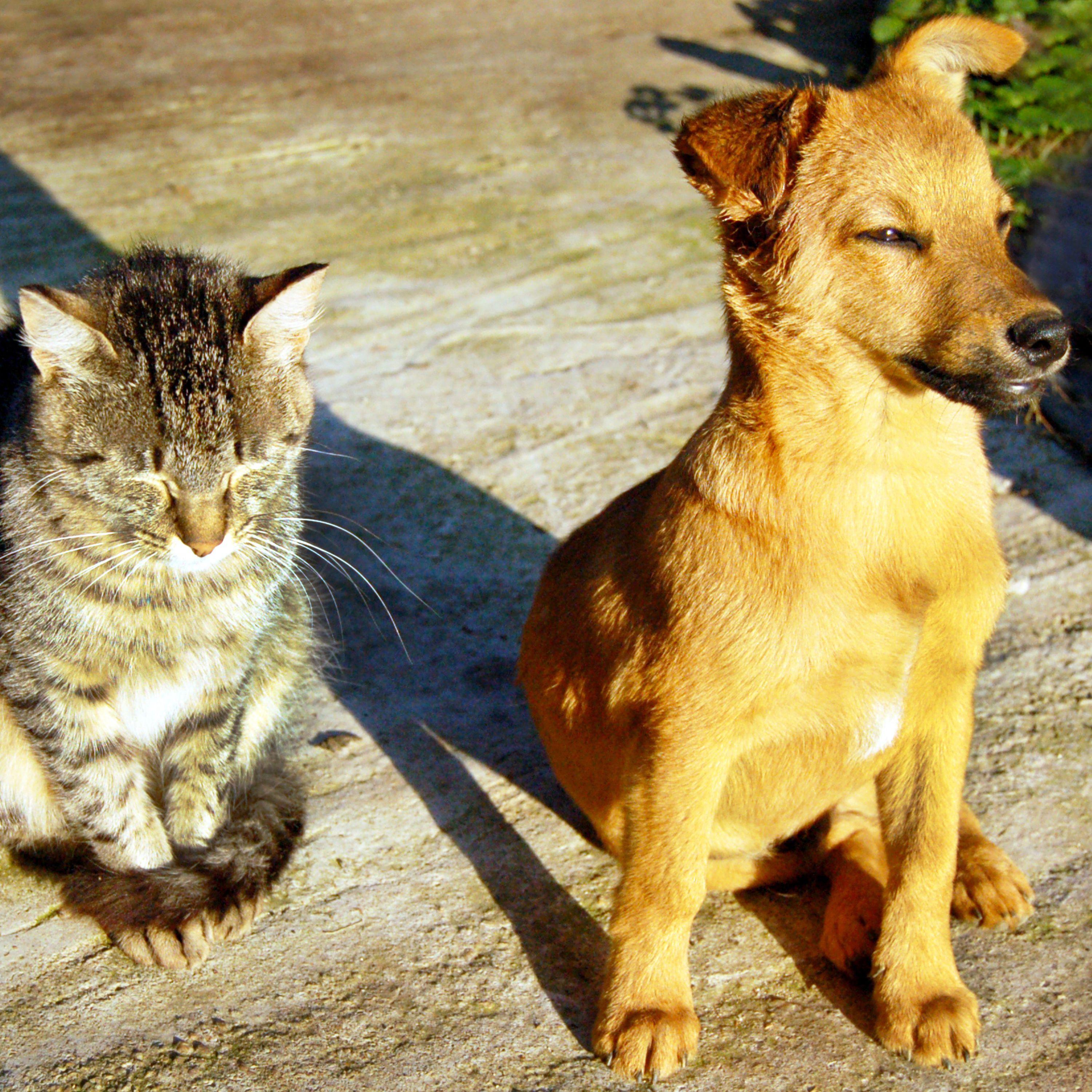 Piano Connections Harmonious Resonance - Sleepy Pets/Music For Pets ...