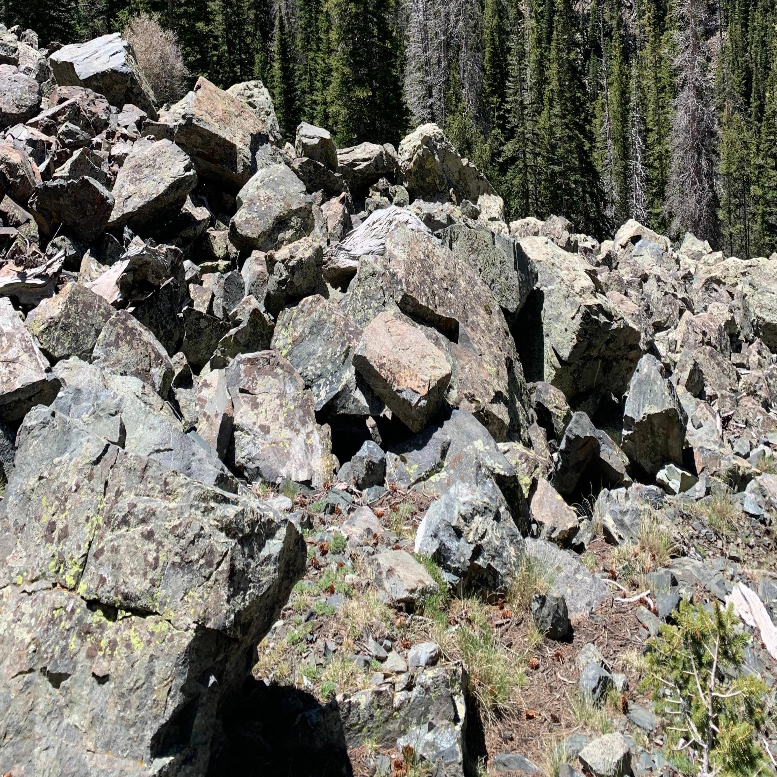 Sundial Wellspring - The Forest and the Falcon - 专辑 - 网易云音乐