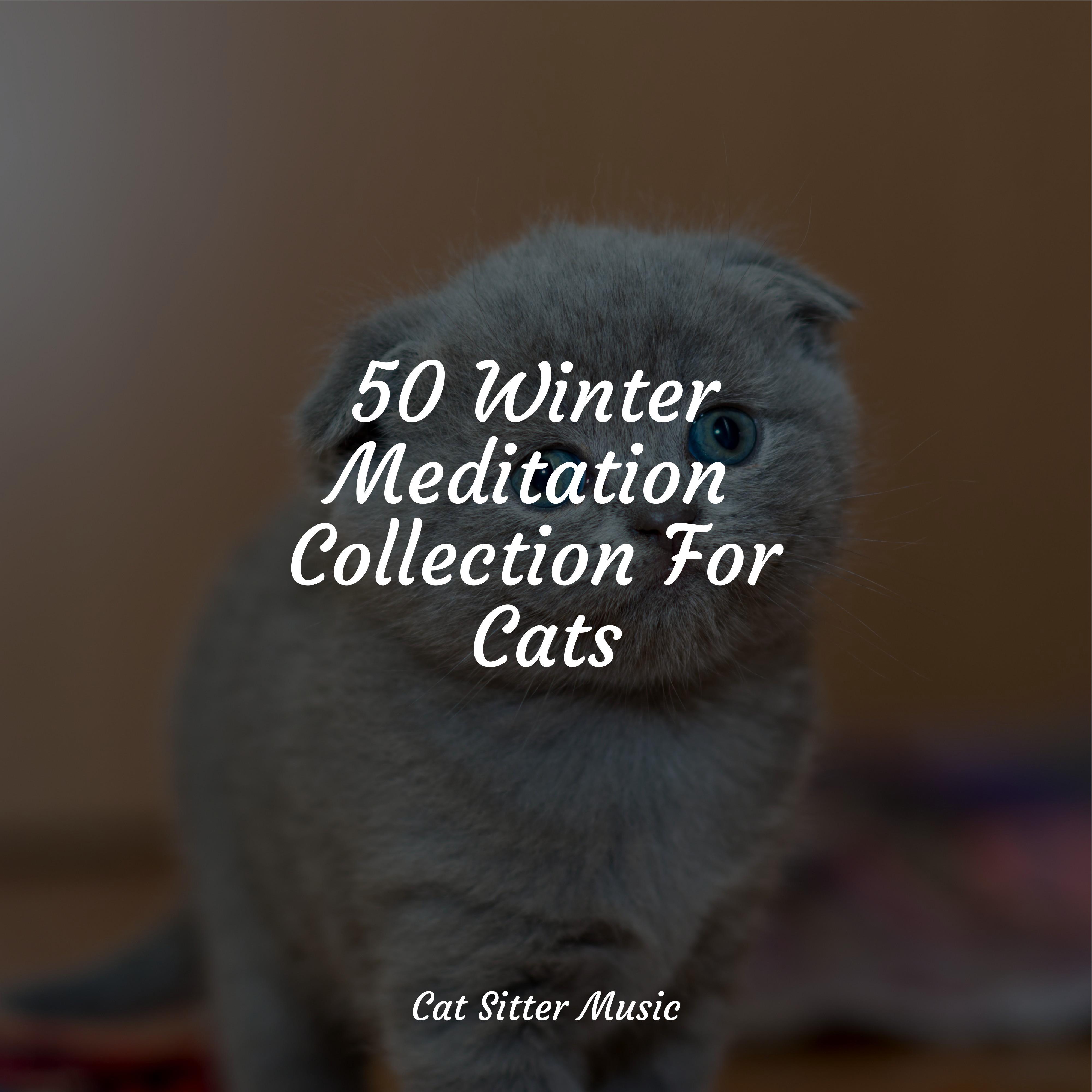 50 Winter Meditation Collection For Cats - Jazz Music for Cats - 专辑 - 网易云音乐