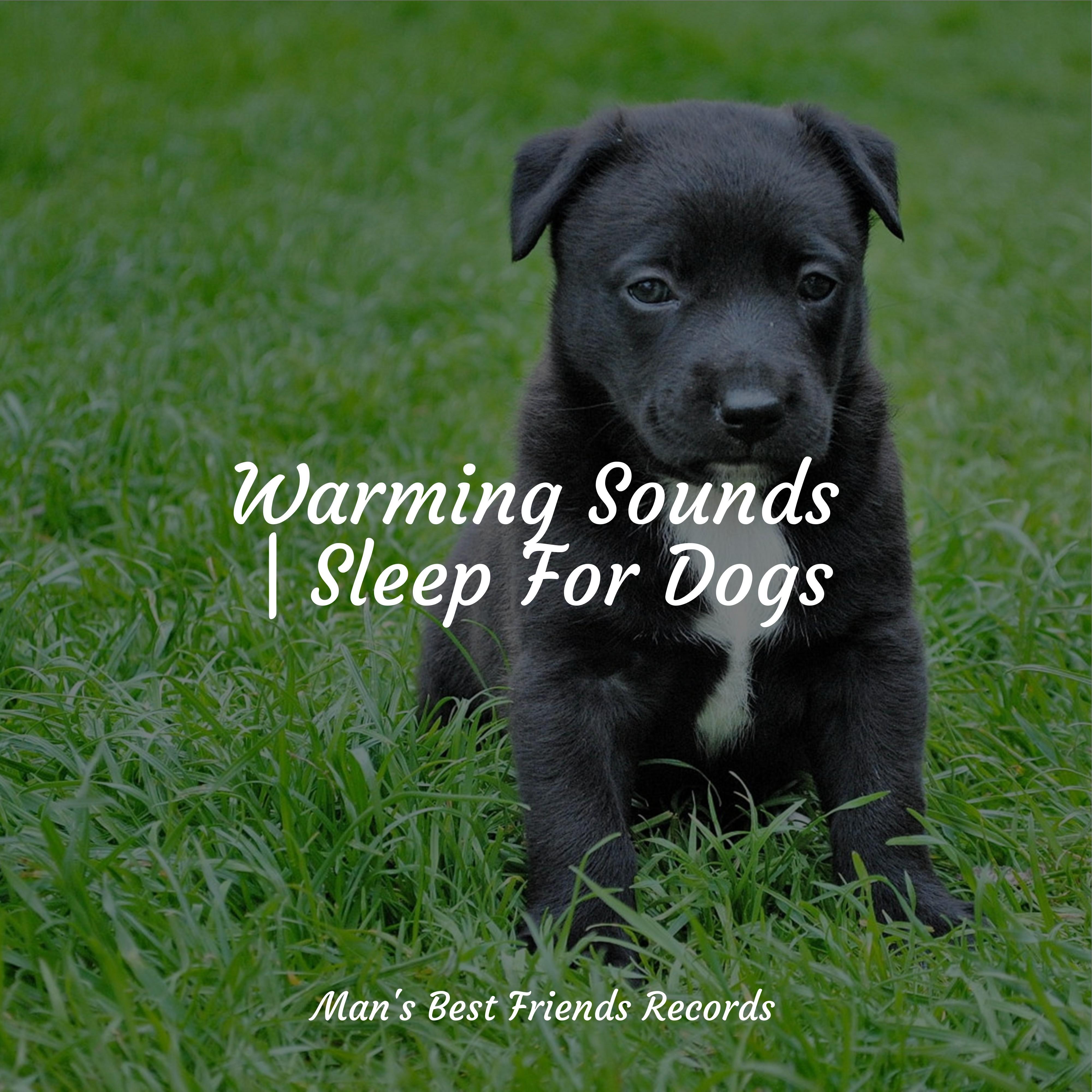 Easy Going - Jazz Music Therapy for Dogs/Relaxmydog/Jazz Music for Dogs ...