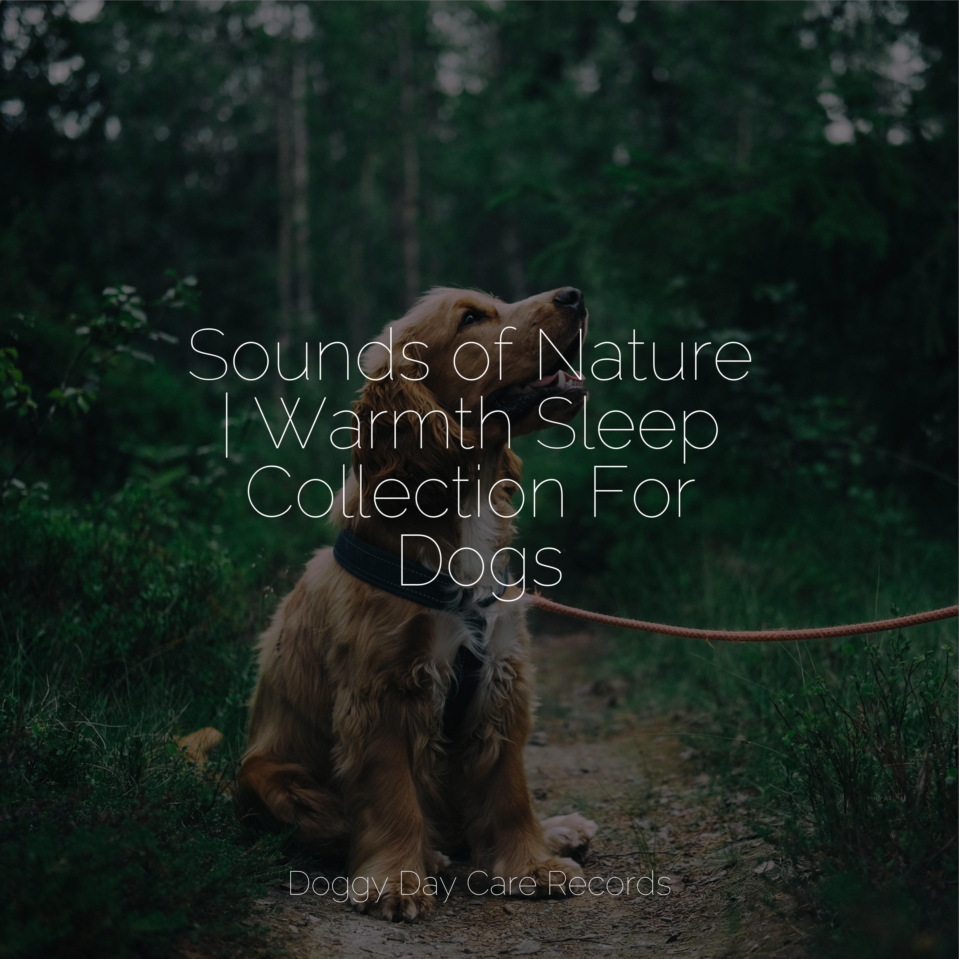 Deep Breathing - Sleep Music For Dogs/Jazz Music for Dogs/Dog Music ...