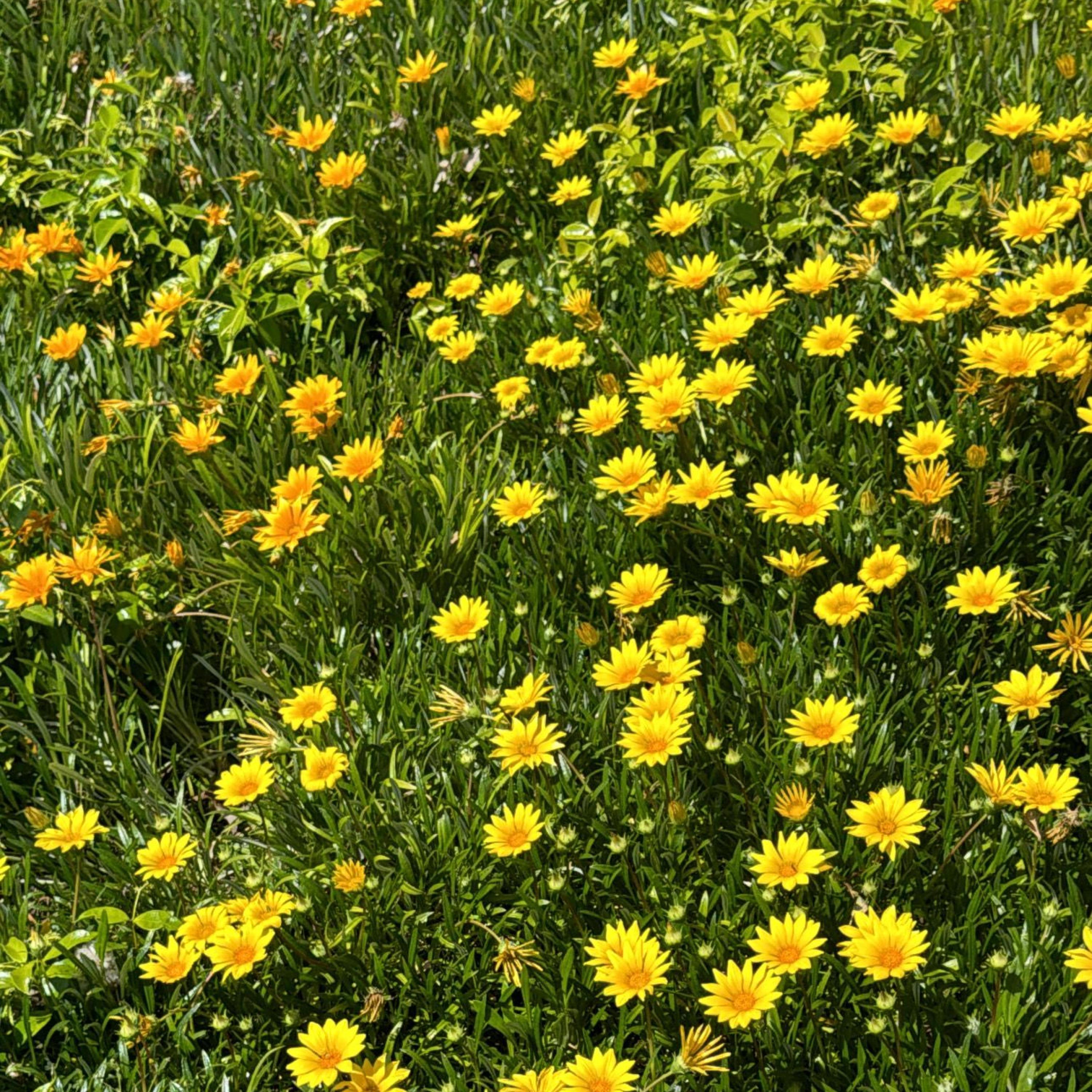 SAFETY FIRST (feat. nicopatty & deet) - Asael - 专辑 - 网易云音乐