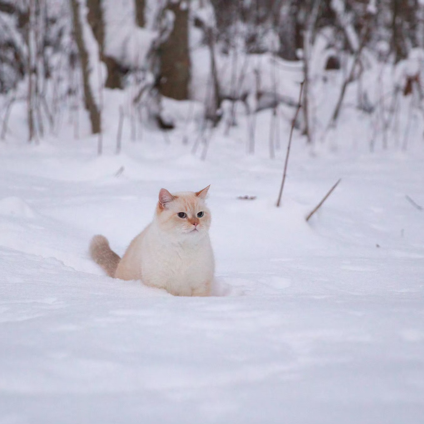 2024年末进步冲刺BUFF Vol.7 (BPM104) - MIXTAPE PROD BY SHIYE - 电台节目 - 网易云音乐