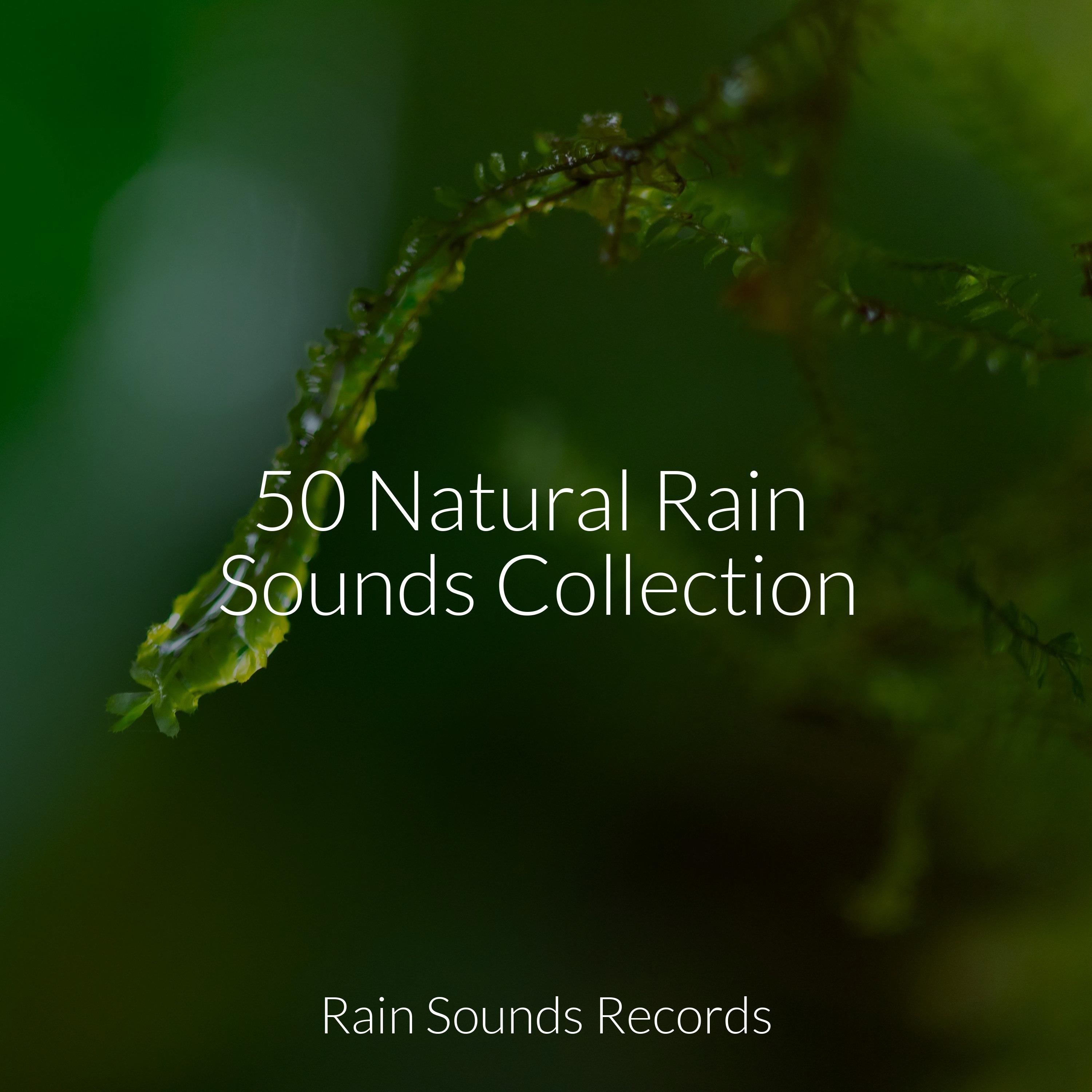 50 Natural Rain Sounds Collection - Nature Sounds - 专辑 - 网易云音乐
