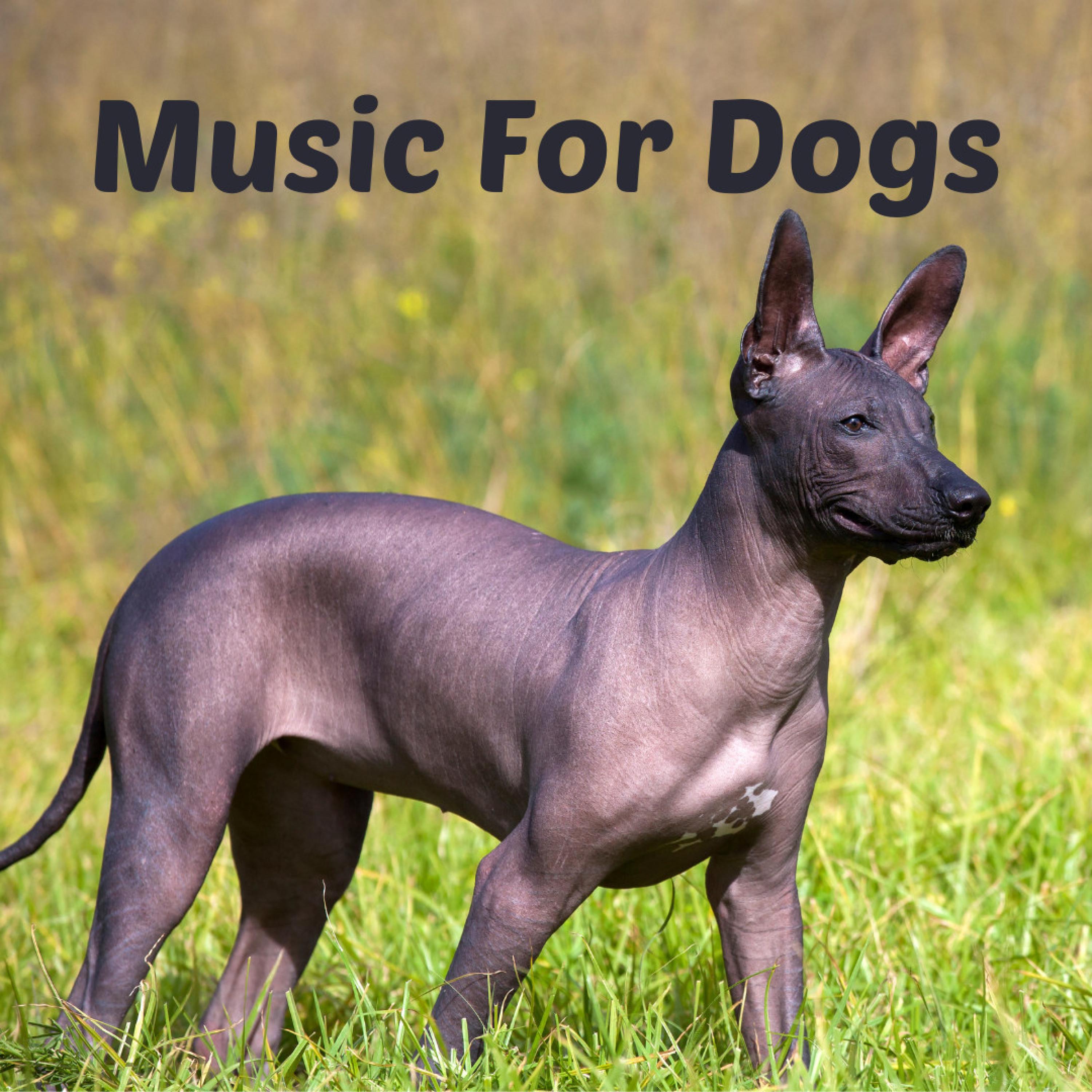 Journey To Sleep - Music For Dogs/Music For Dogs Peace/Relaxing Puppy ...
