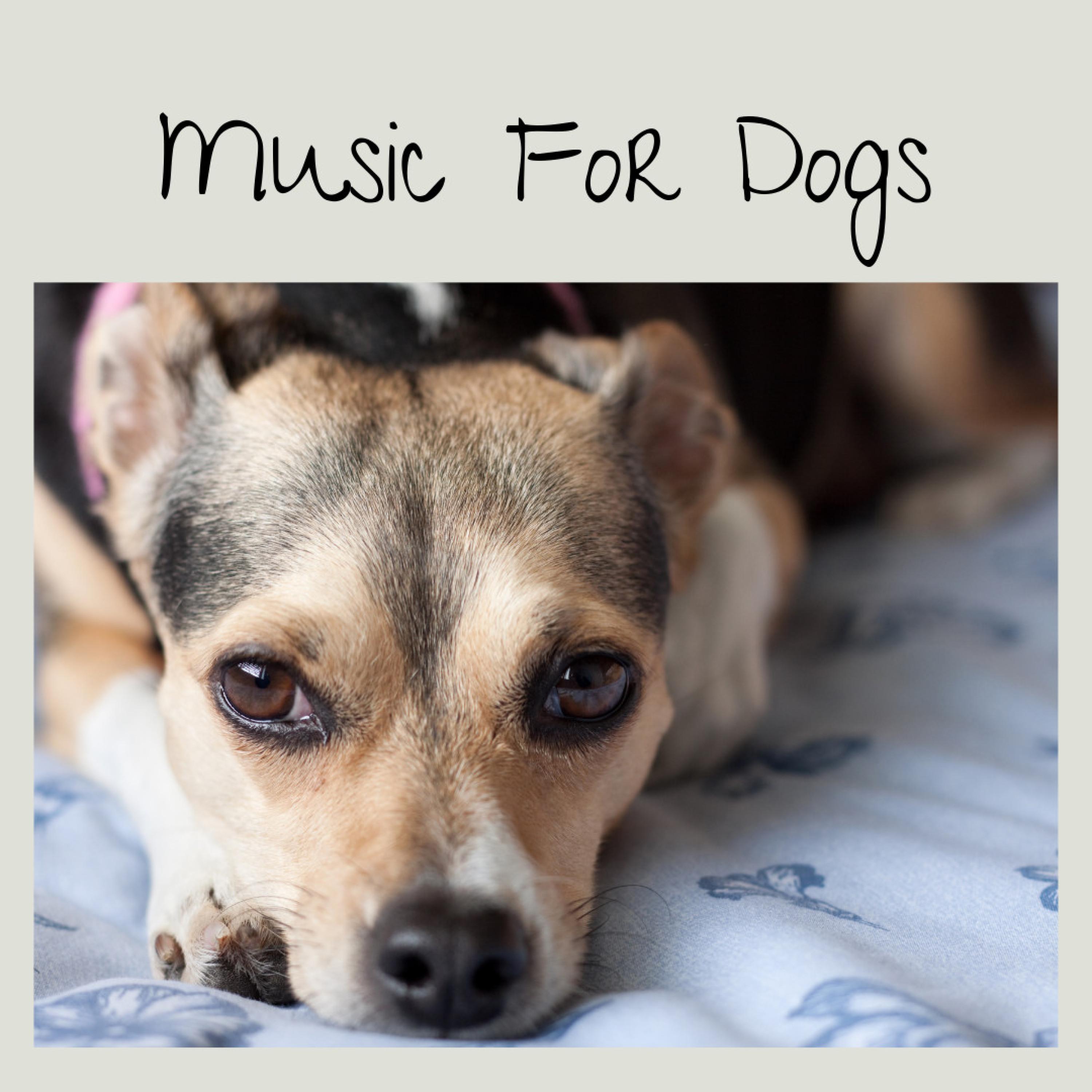 Paws to Reflect - Music For Dogs/Relaxing Puppy Music/Calm Pets Music ...