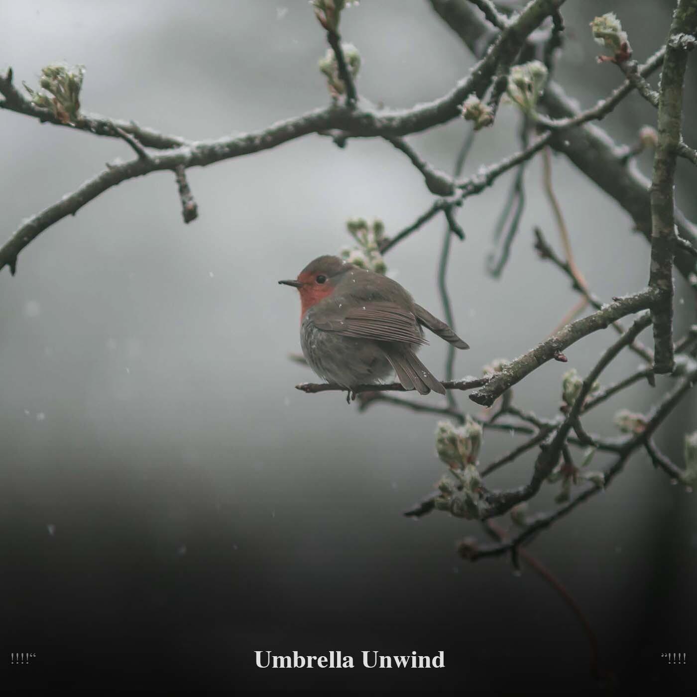 Umbrella Unwind "!!!! - Nature Sound Collection - 专辑 - 网易云音乐