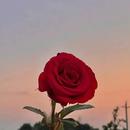 asdsadas - 程译 - 单曲 - 网易云音乐