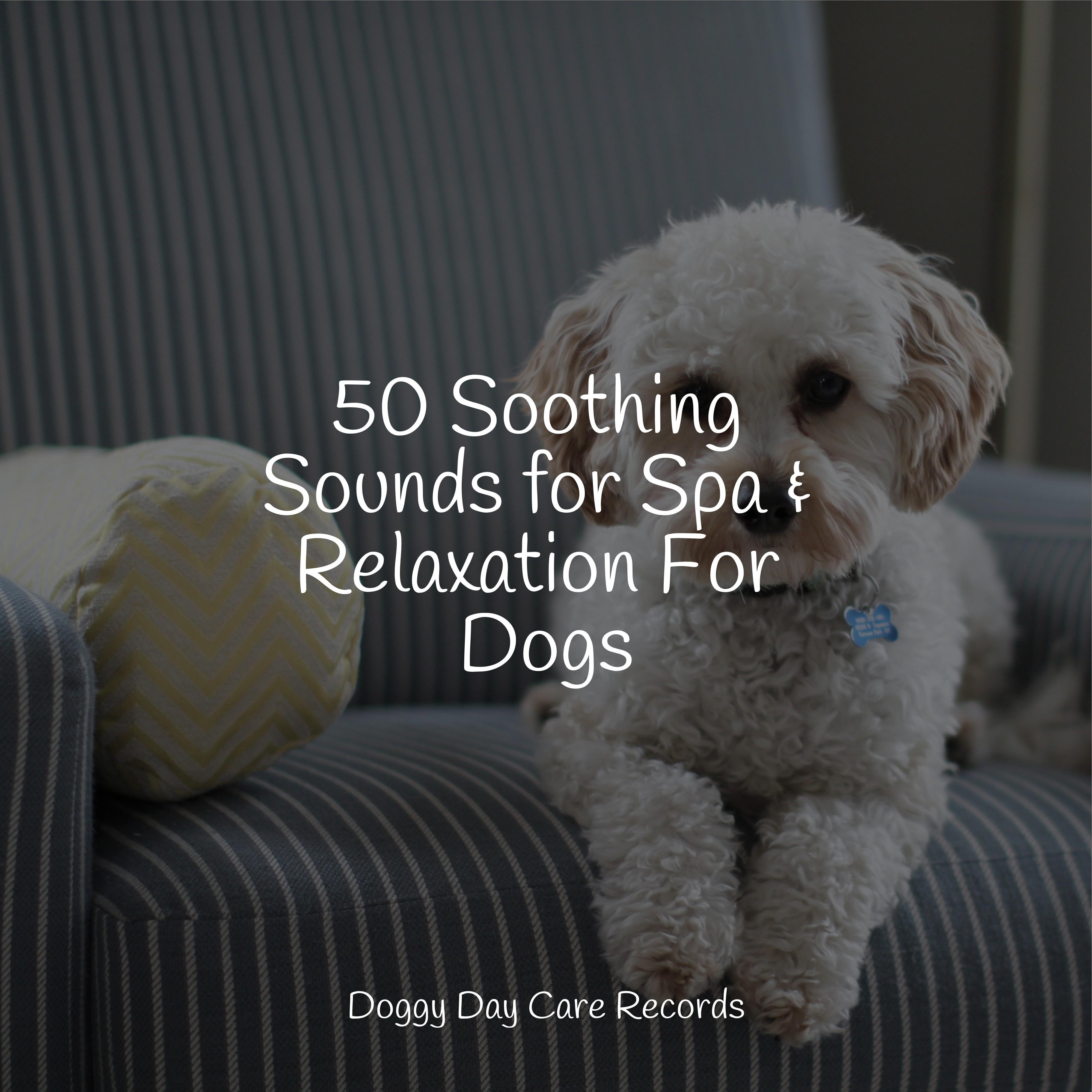 Take a Break - Calm Doggy/Relaxmydog/Relaxation Music For Dogs - 单曲 - 网易云音乐