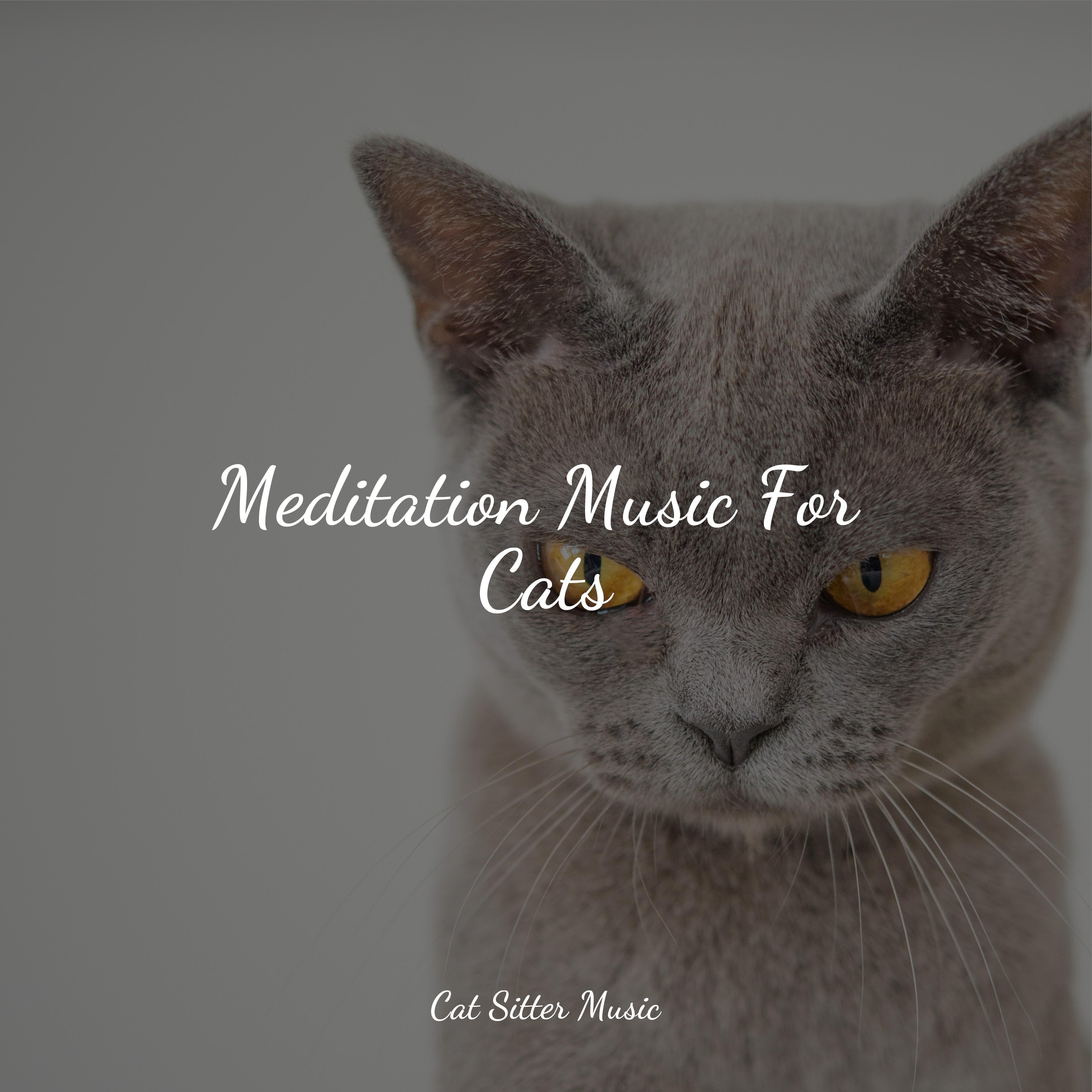 Meandering Stream - Jazz Music for Cats/Music for Cats Project/Music ...