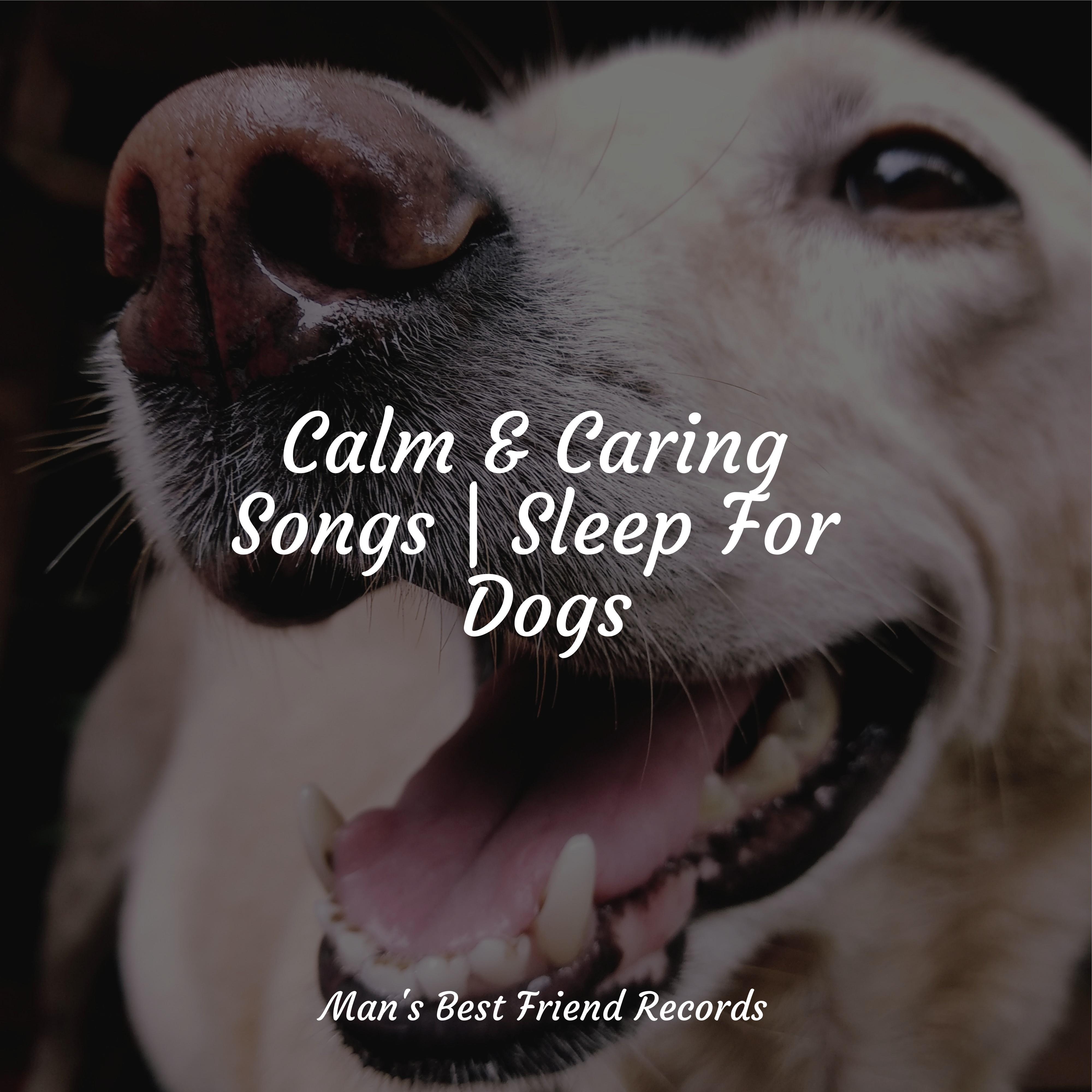 Comforting Sounds - Music for Calming Dogs/Jazz Music for Dogs/Pet Care ...