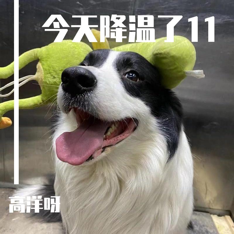 sdasdasdas - 高洋呀 - 单曲 - 网易云音乐