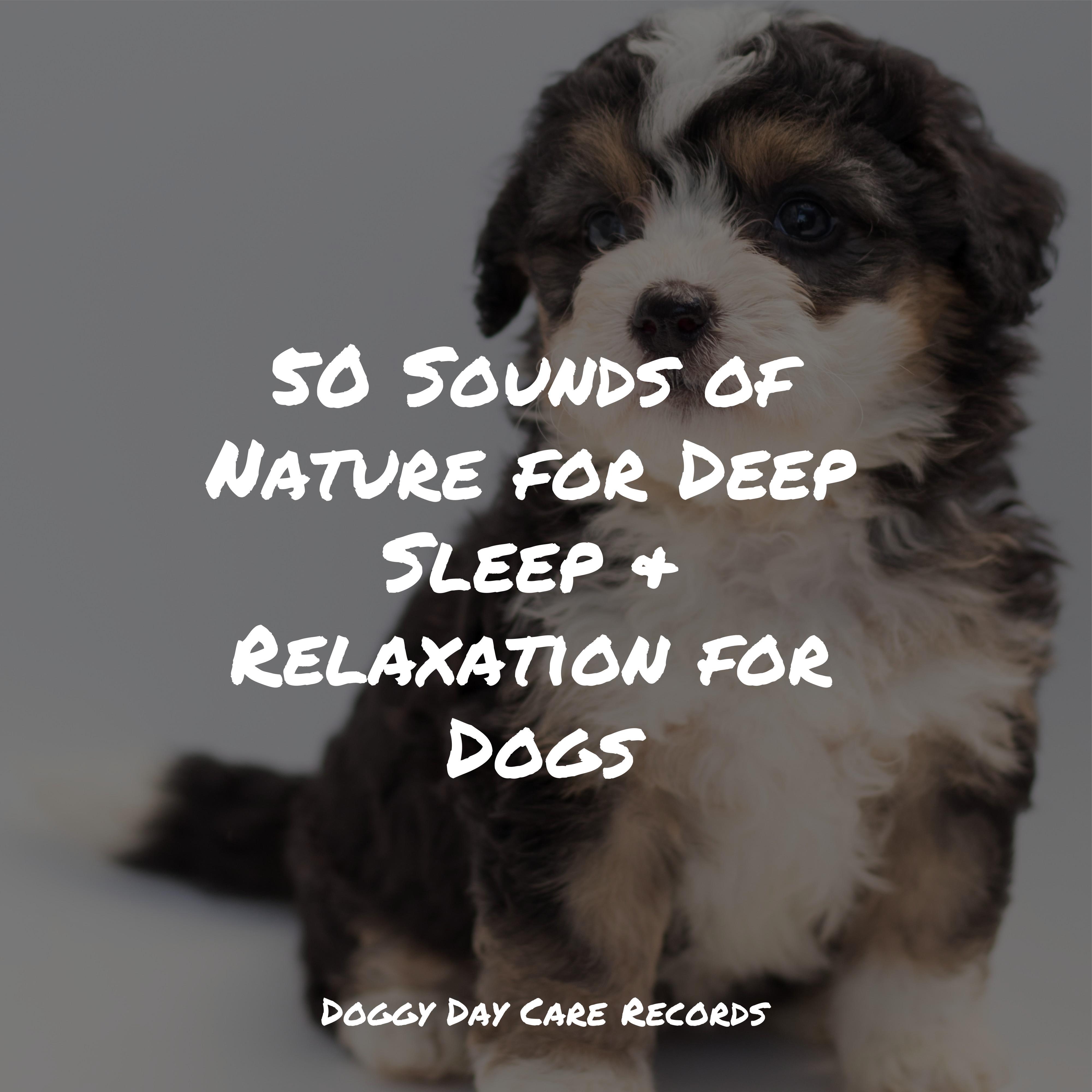 Evening Calm - Dog Music/Music for Pets Library/Relaxing Music for Dogs ...