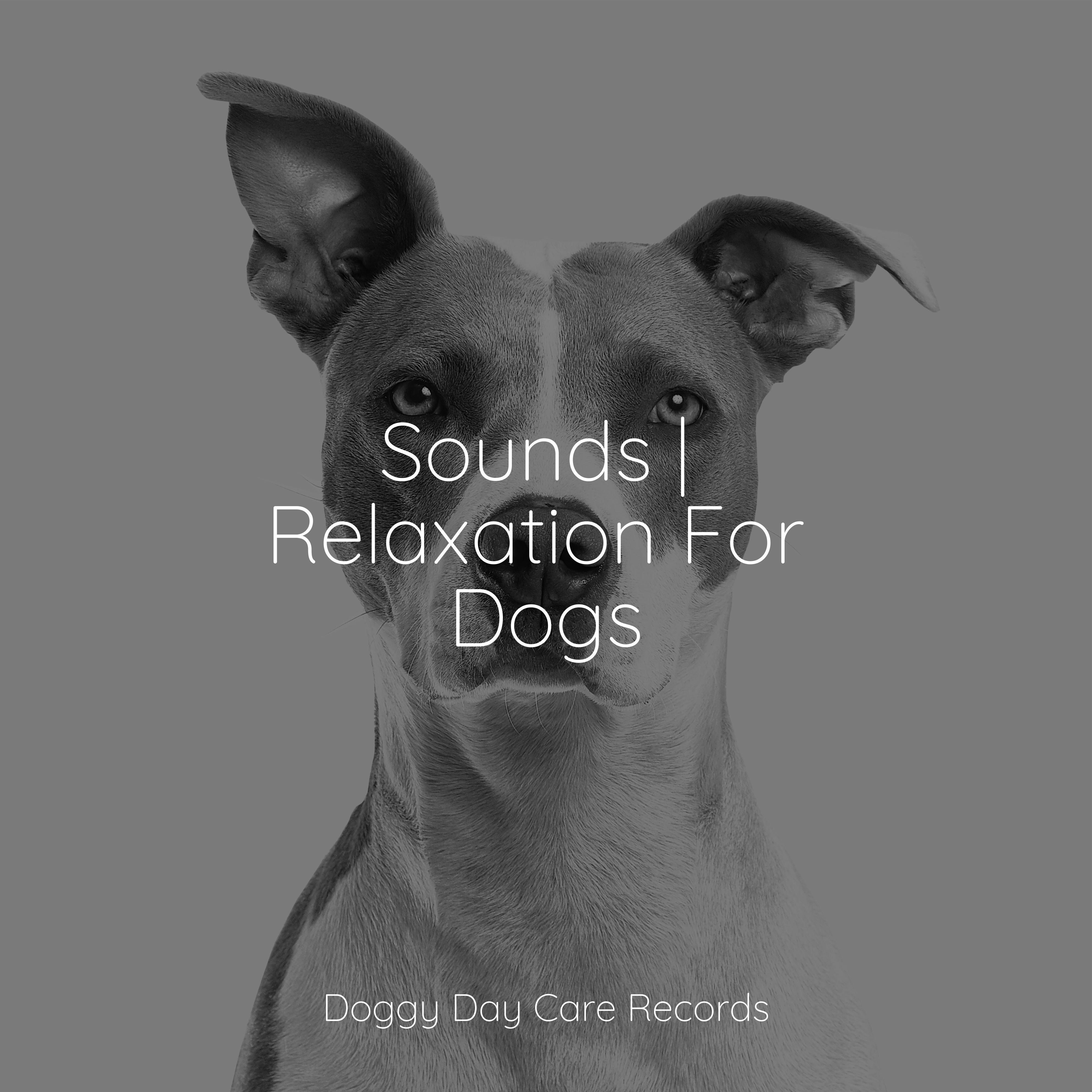 Floating on Air - Sleeping Music For Dogs/Music for Calming Dogs/Jazz ...
