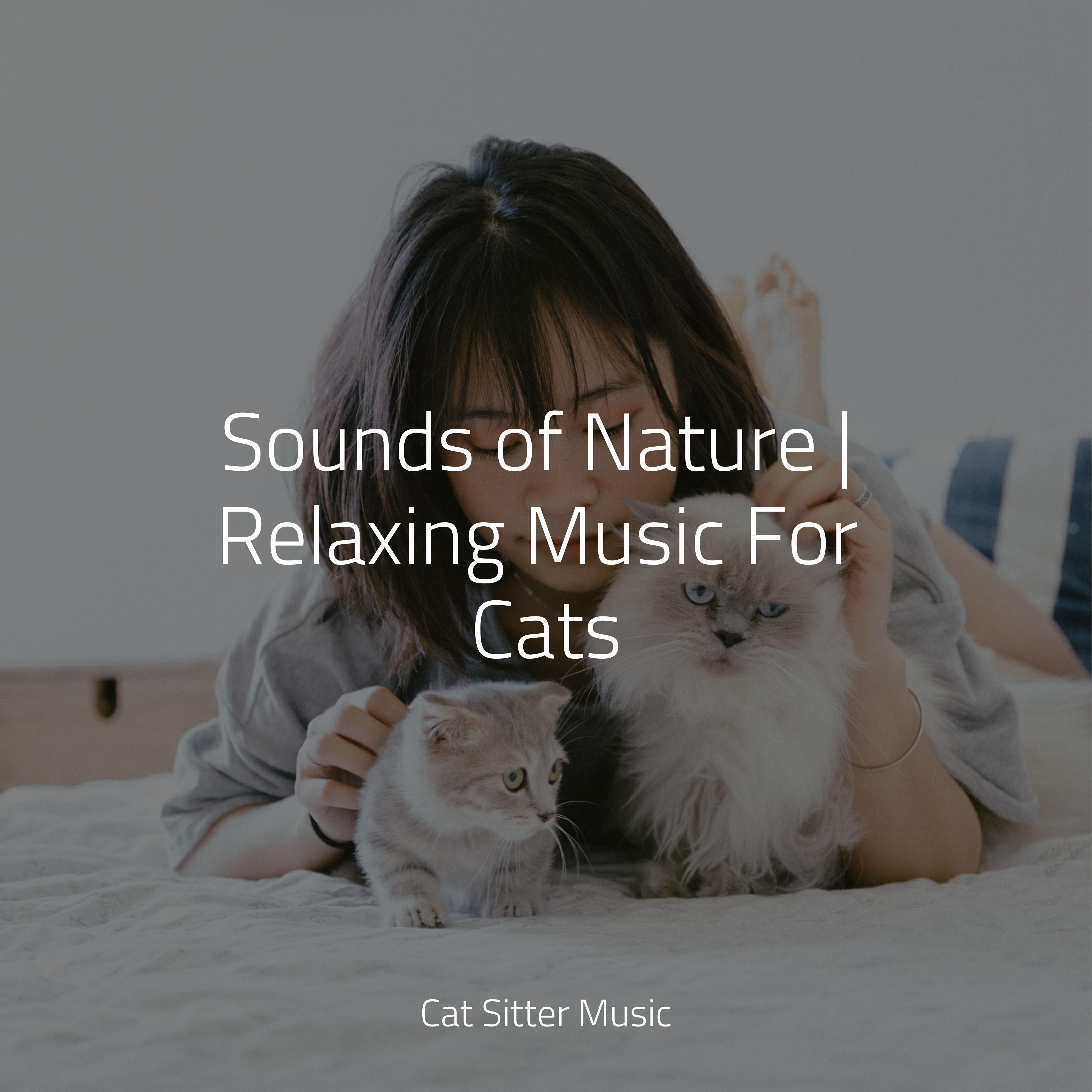 Counting Sheep - Music for Relaxing Cats/Calm Music for Cats/Cat Music ...