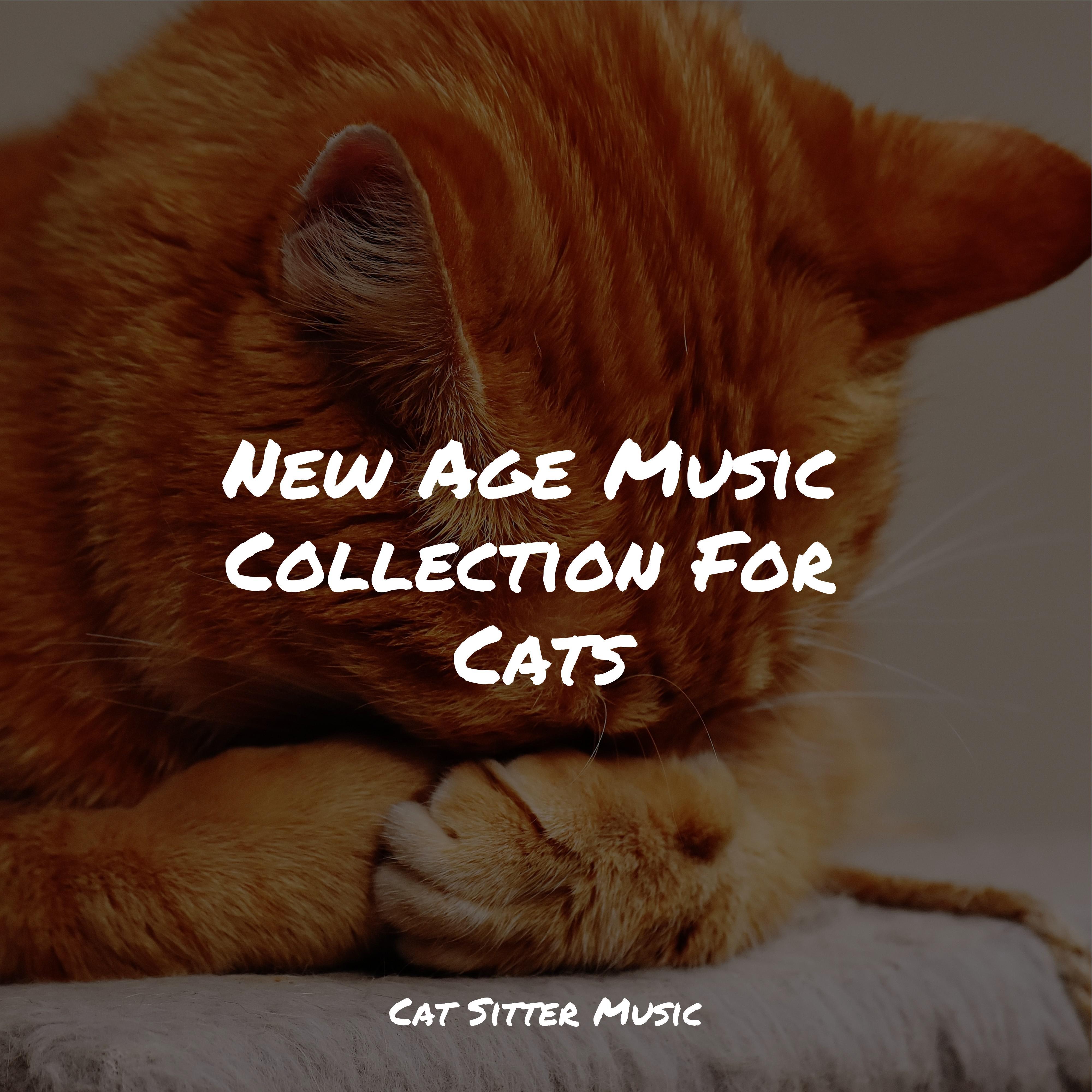 Calm & Comfortable - Music for Relaxing Cats/Calm Music for Cats/Cat ...