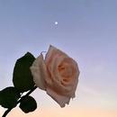 dsadasd - 米娅 - 单曲 - 网易云音乐