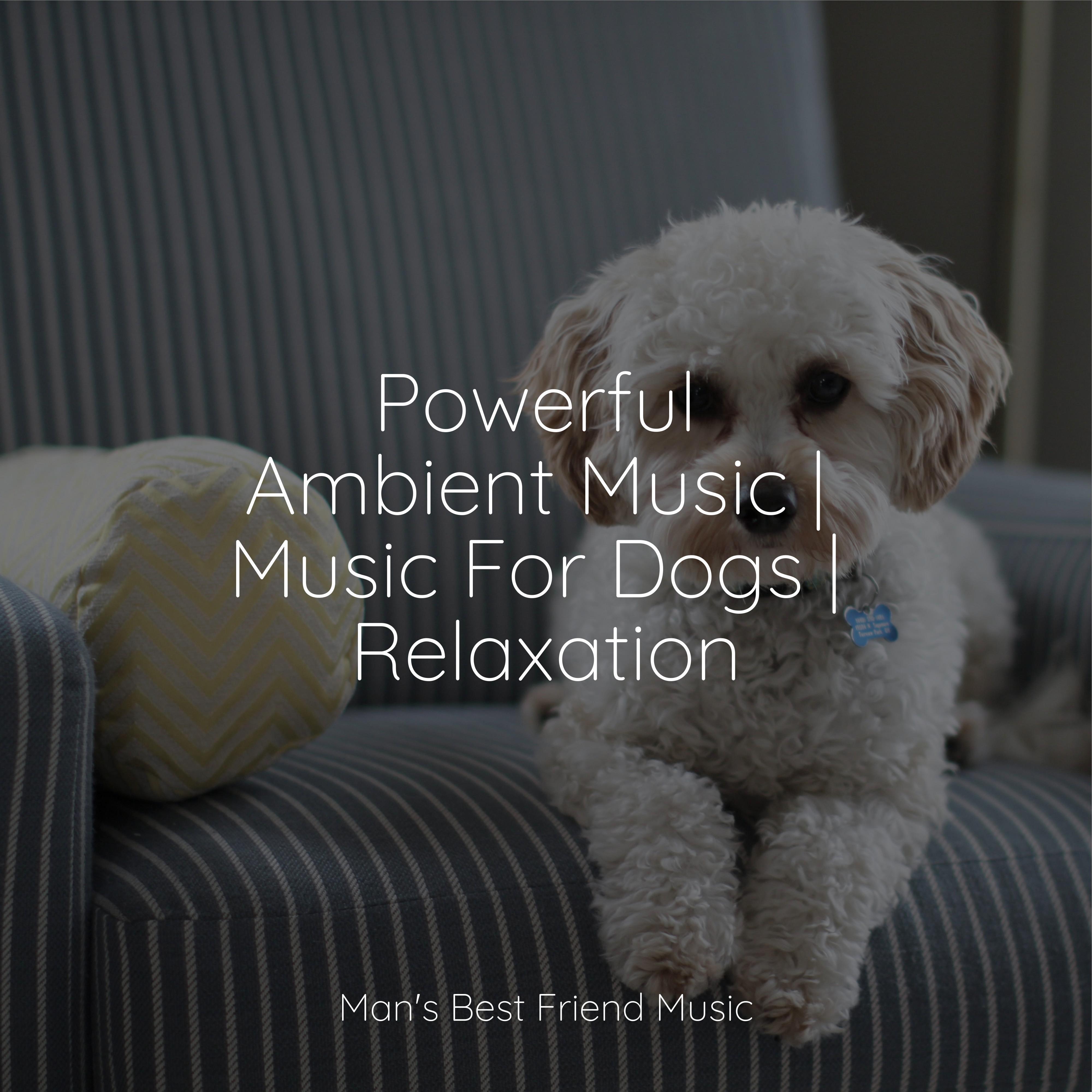 At Ease - Sleep Music For Dogs/Jazz Music for Dogs/Dog Music - 单曲 - 网易云音乐