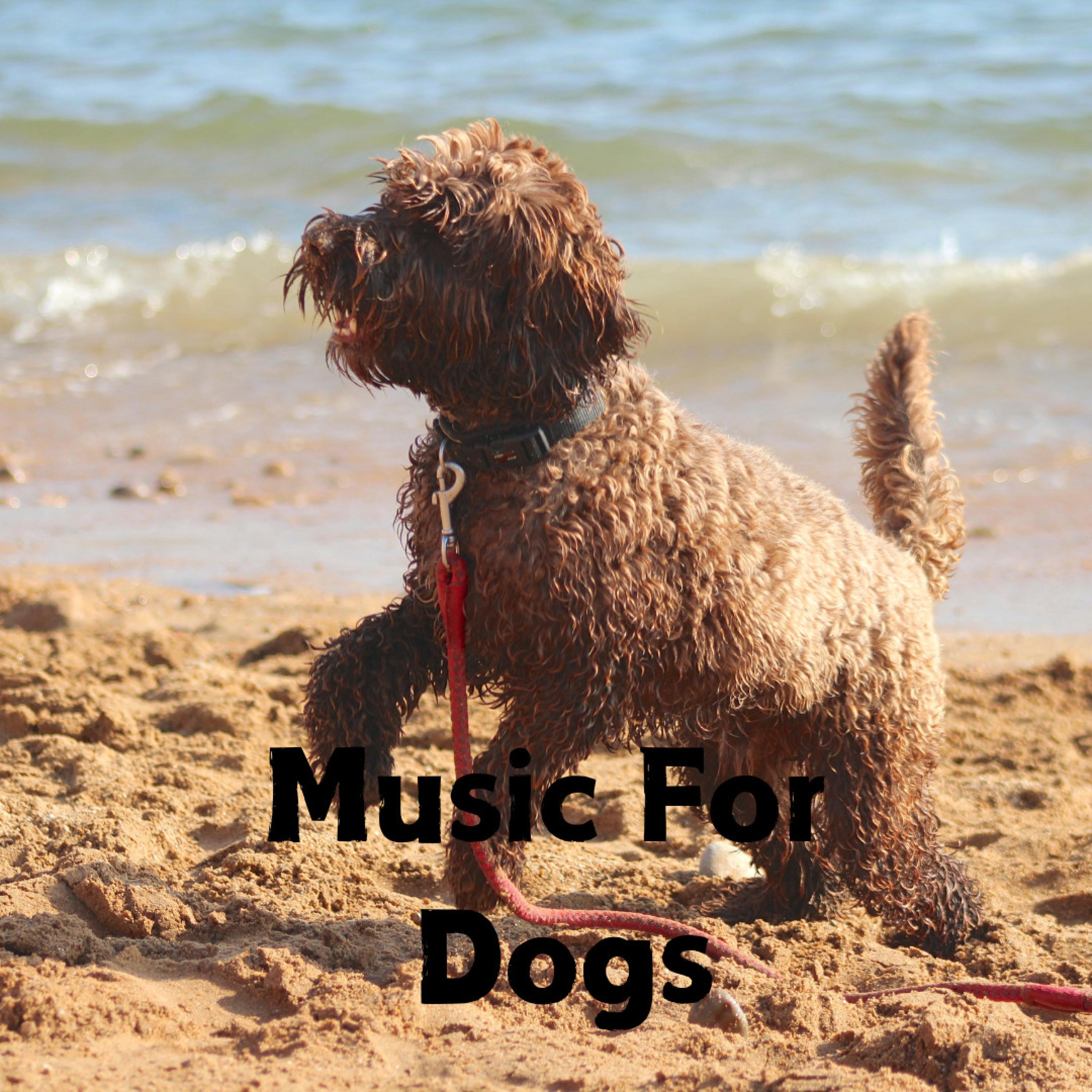 Music For Dogs - Music For Dogs - 专辑 - 网易云音乐
