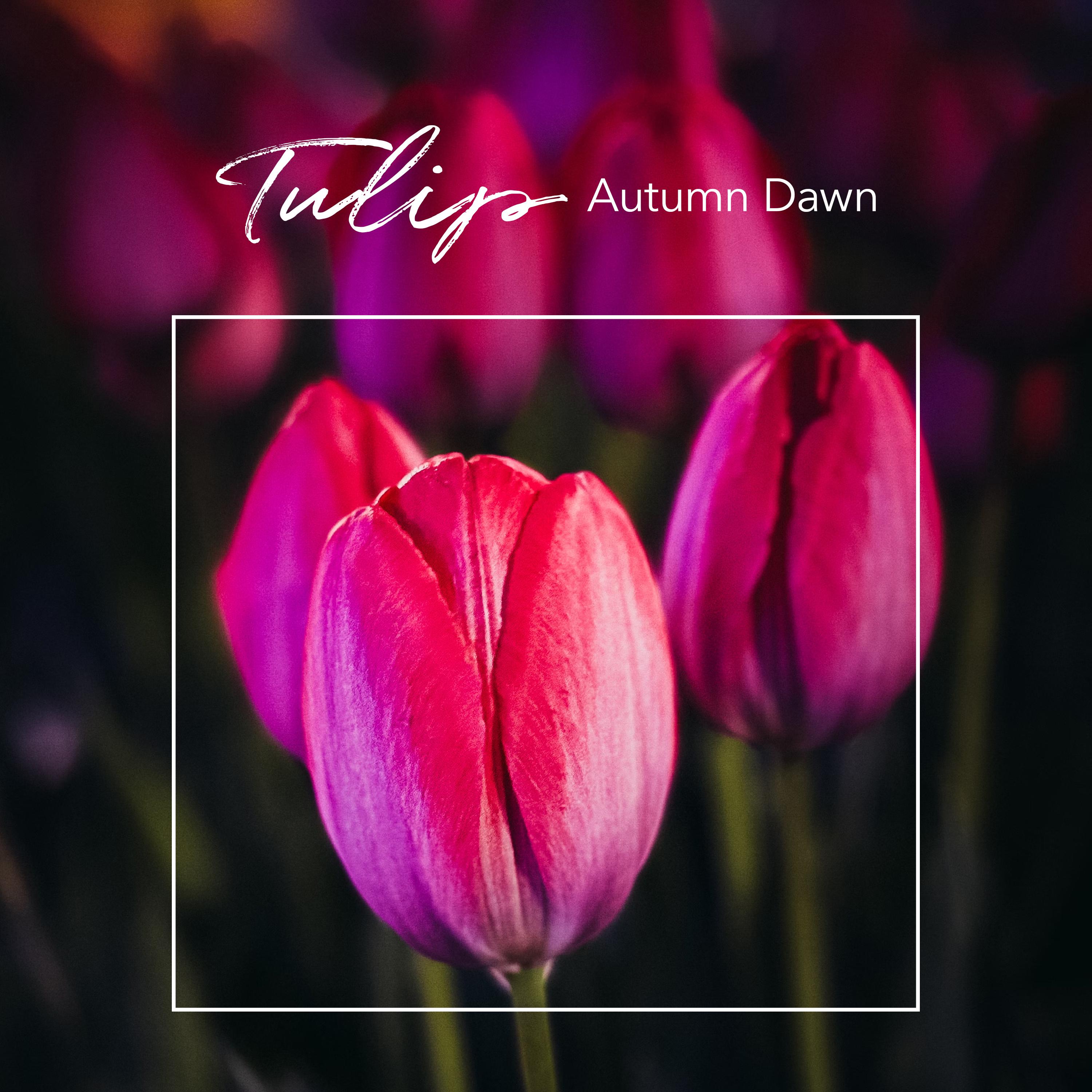 Tulip - Autumn Dawn - 专辑 - 网易云音乐
