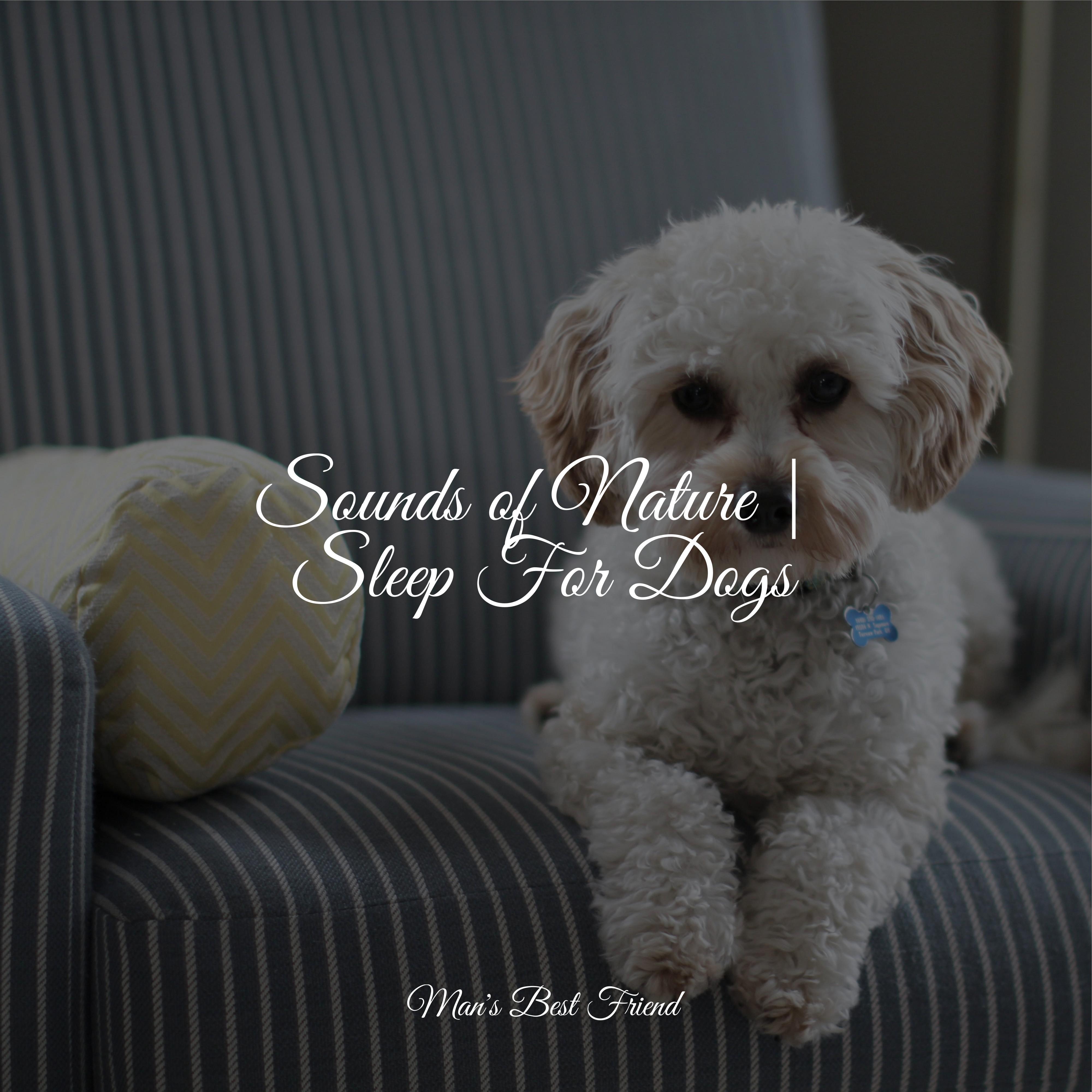 Healing Sounds - Dog Music/Sleeping Music For Dogs - 单曲 - 网易云音乐