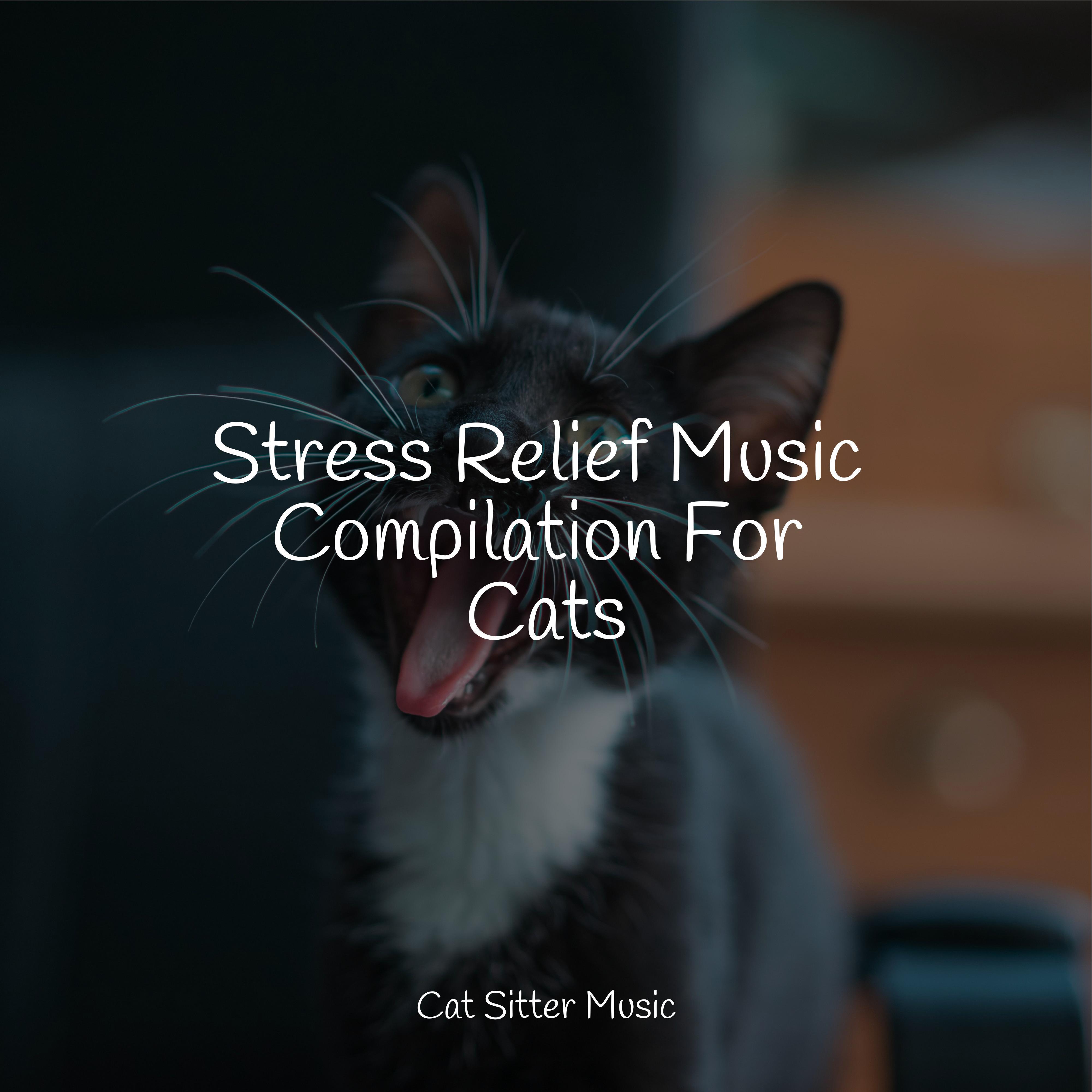 Seaside Air - Jazz Music for Cats/Music for Cats Project/Music for Cats ...