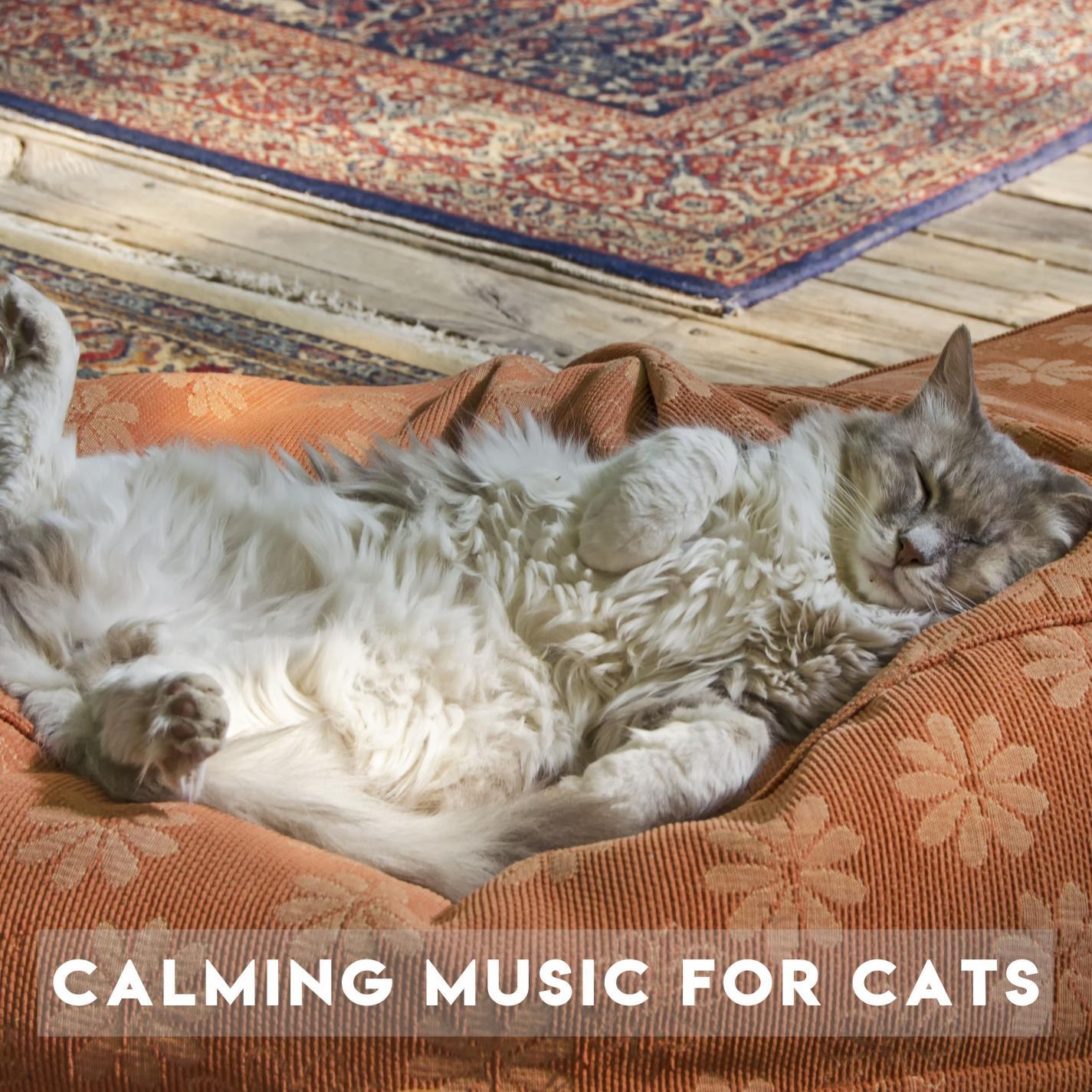 Music Cat - Music for Pets Library - 单曲 - 网易云音乐