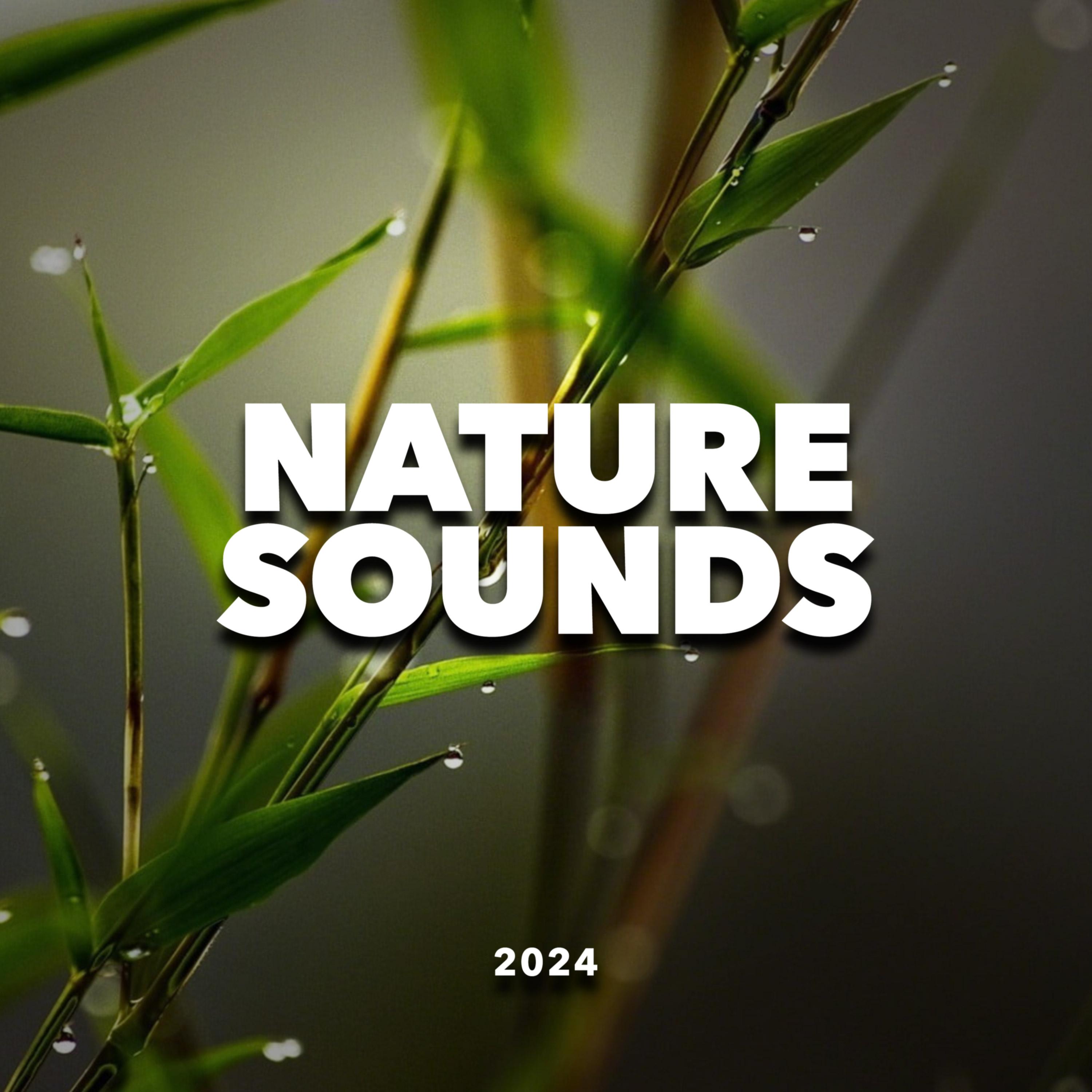 Nature Sounds 2024 - Natural Sounds - 专辑 - 网易云音乐