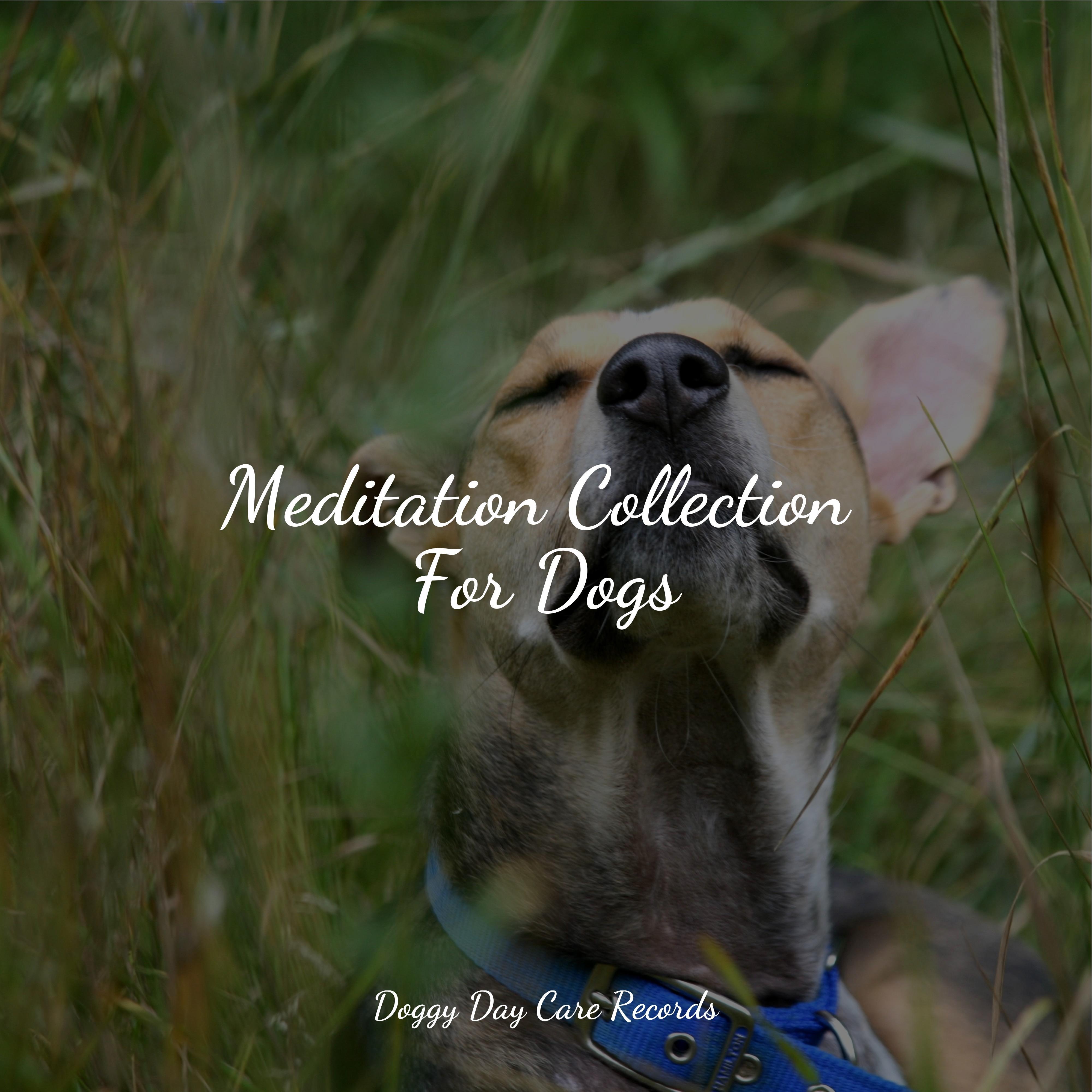 Karma Flows - Jazz Music for Dogs/Dog Music/Music for Pets Library - 单曲 ...