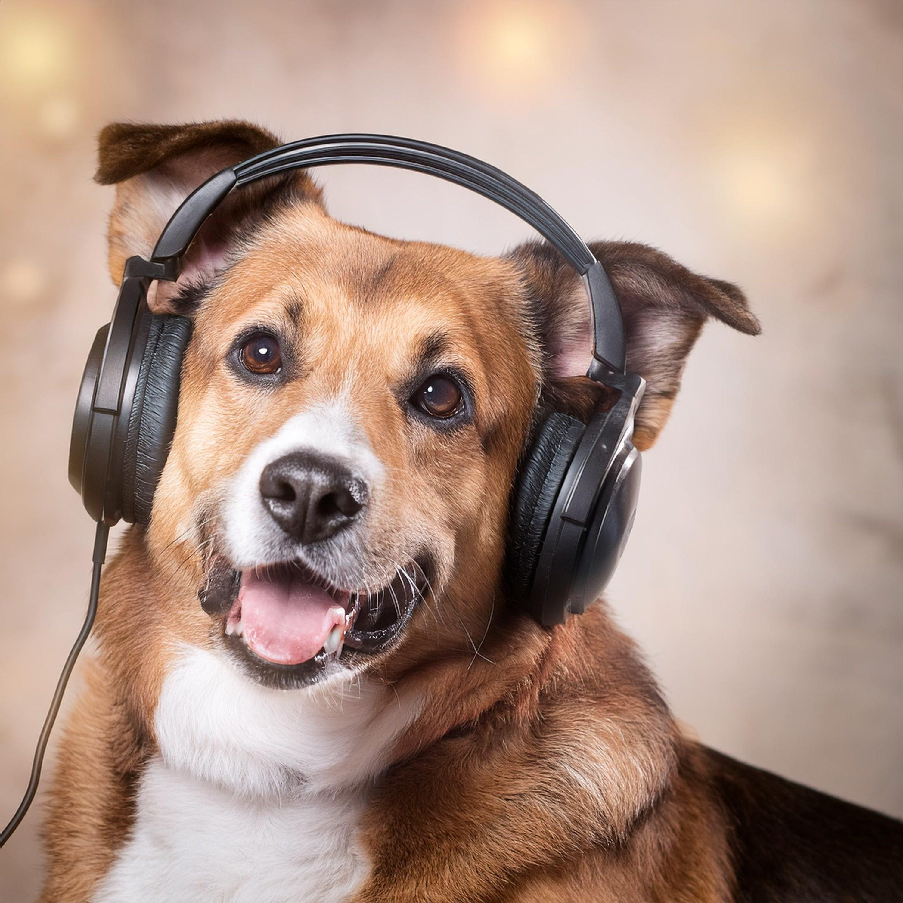 Soothing Pooch Music - Zen Life Relax/Dog Relax/Dog Music - 单曲 - 网易云音乐